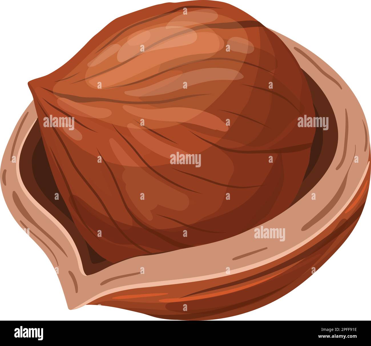 hazelnut brown nut cartoon vector illustration Stock Vector Image & Art ...