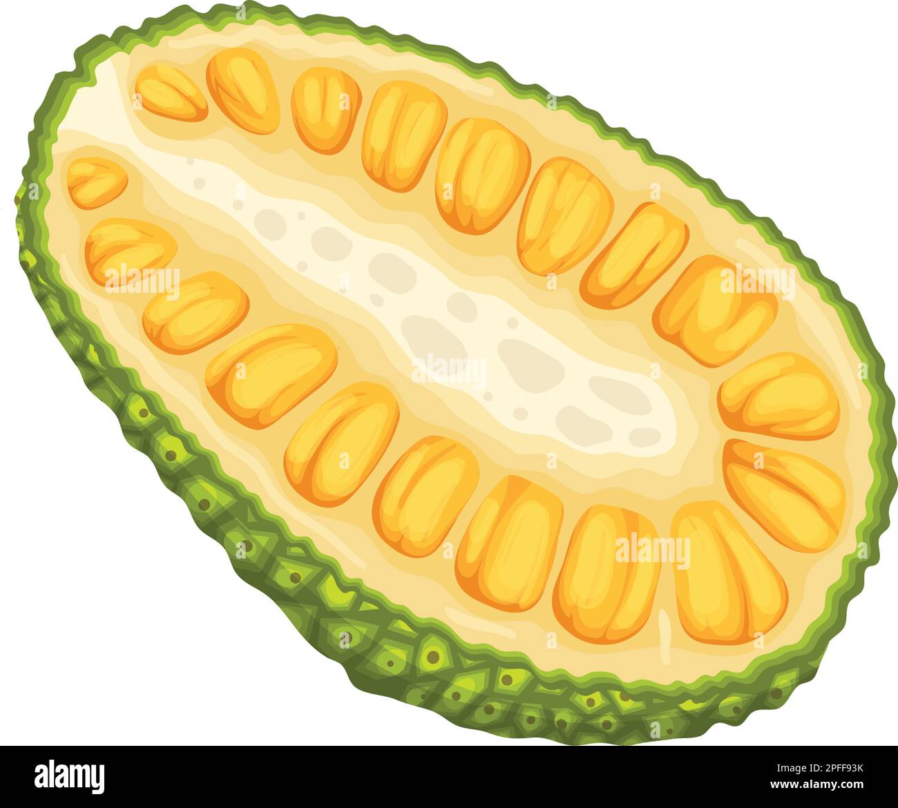 jackfruit slice cut cartoon vector illustration Stock Vector Image ...