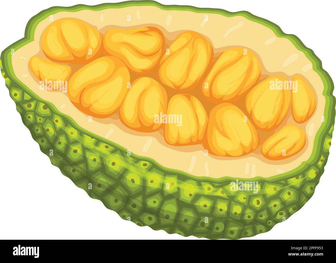 jackfruit slice cut cartoon vector illustration Stock Vector Image ...
