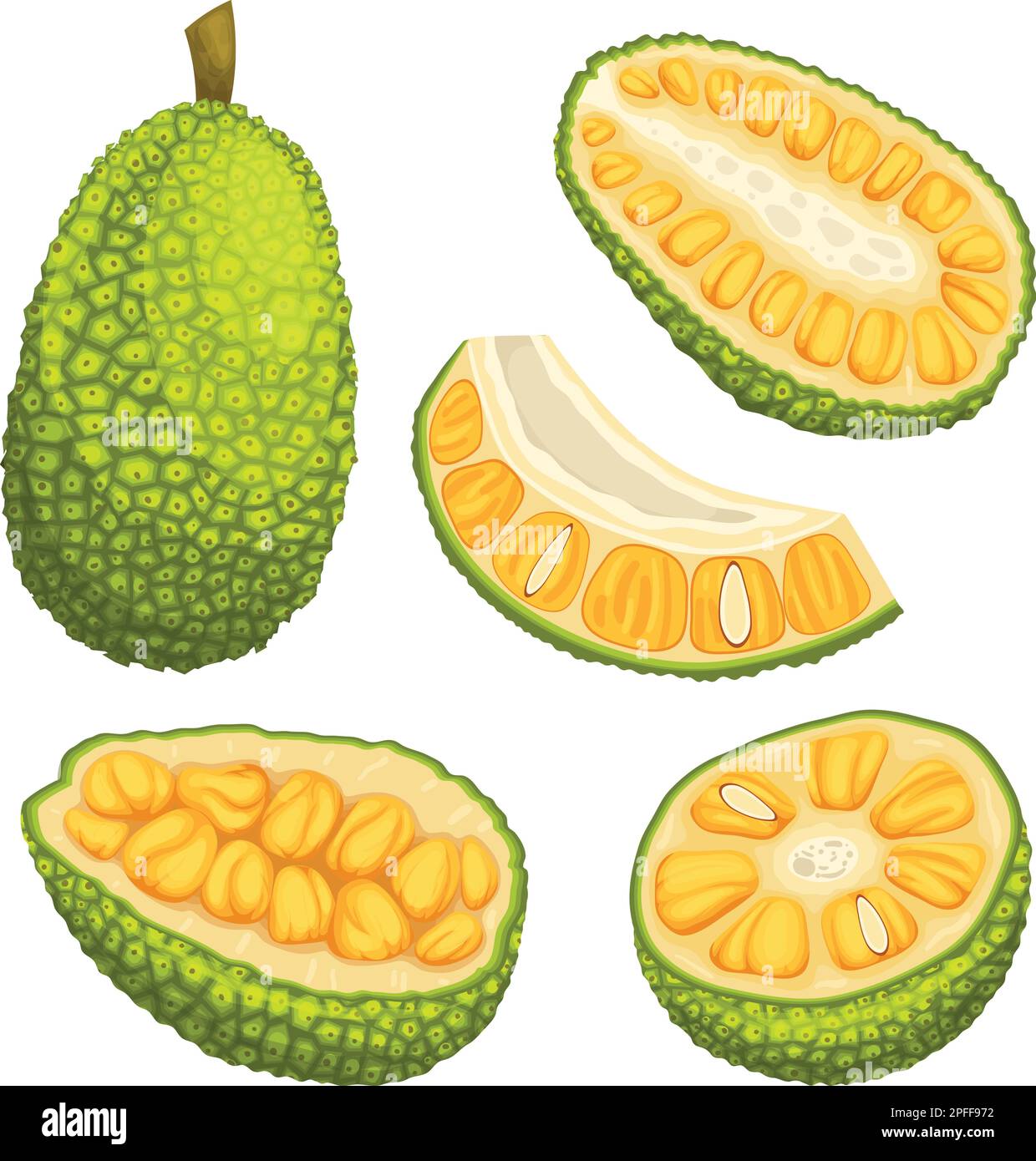 jackfruit organic food set cartoon vector illustration Stock Vector ...