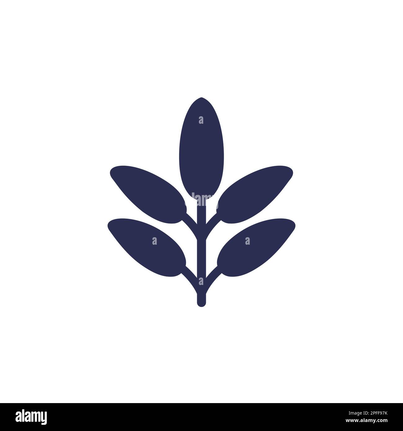 Sage icon on white, vector Stock Vector Image & Art - Alamy