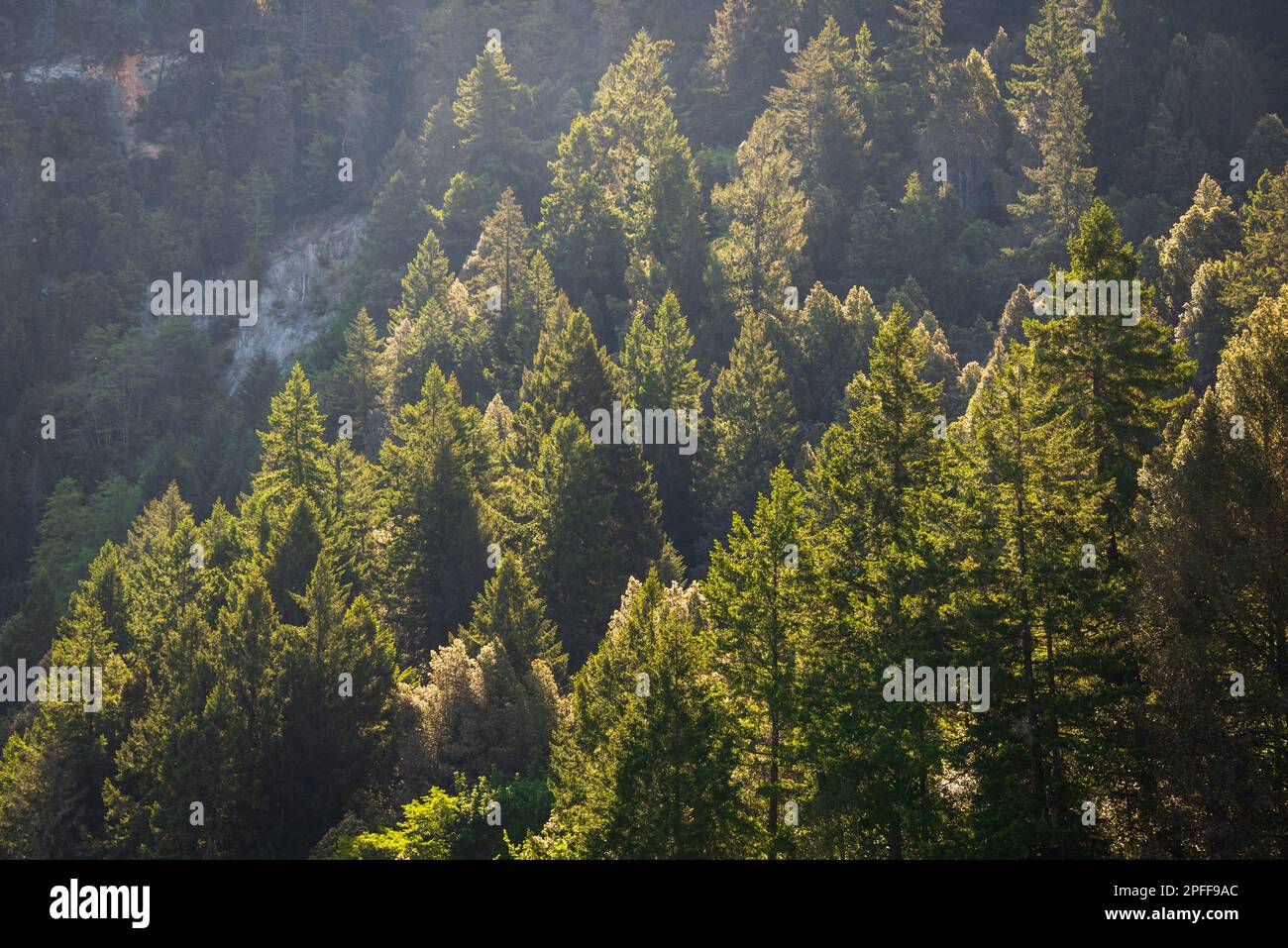 Klamath National Forest Treelined Hill Stock Photo - Alamy