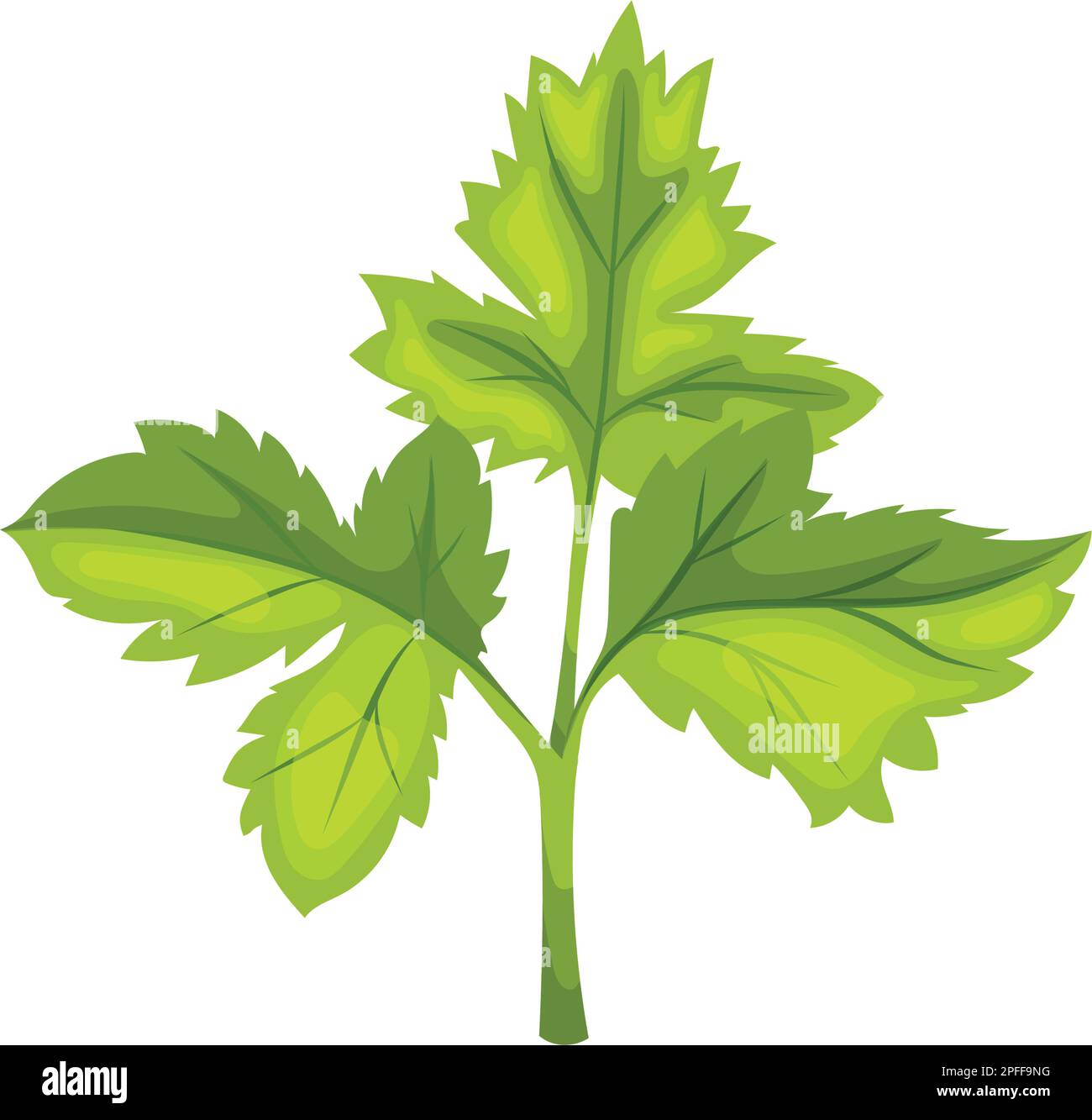 parsley leaf green cartoon vector illustration Stock Vector Image & Art ...