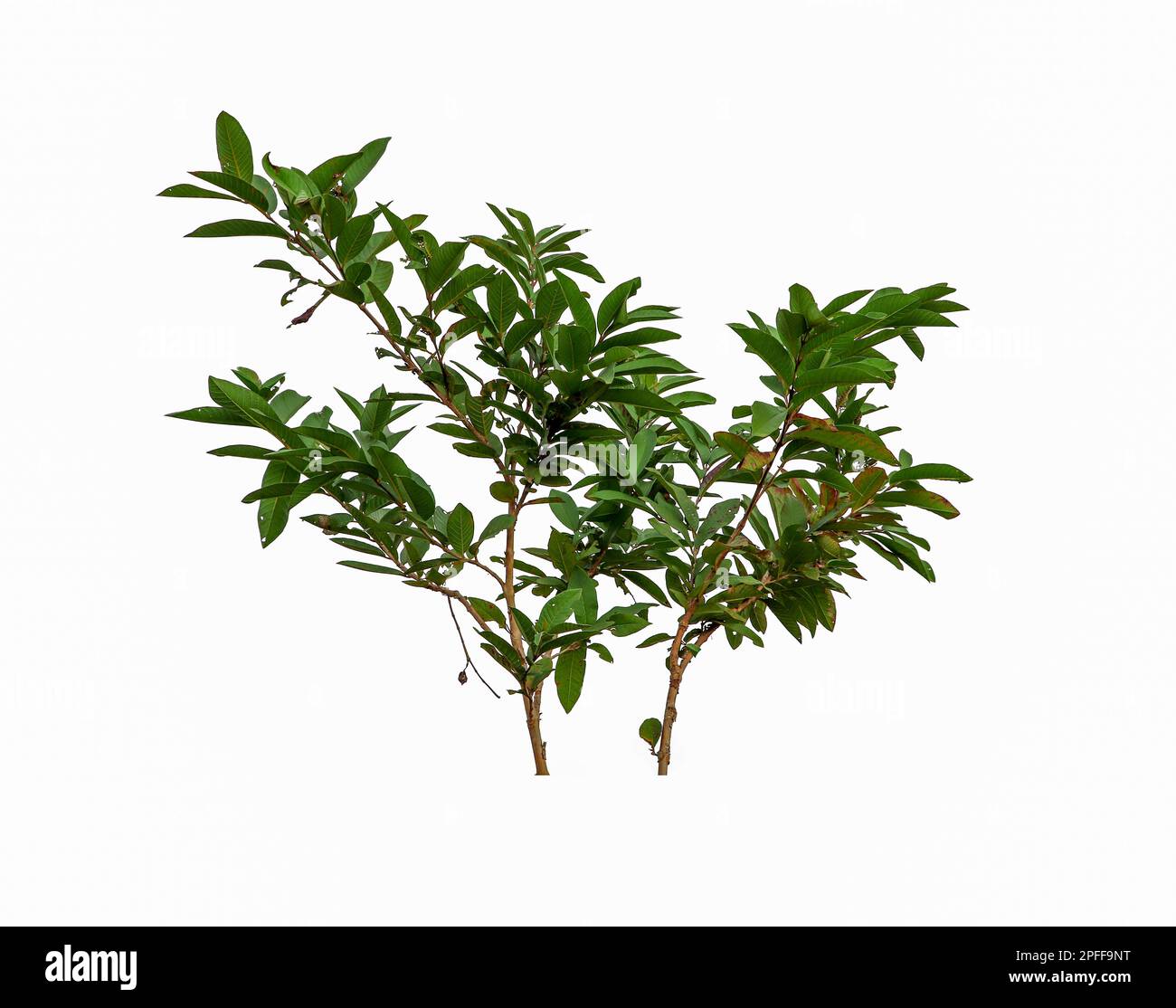 Natural green tree isolated on white background with selective focus ...