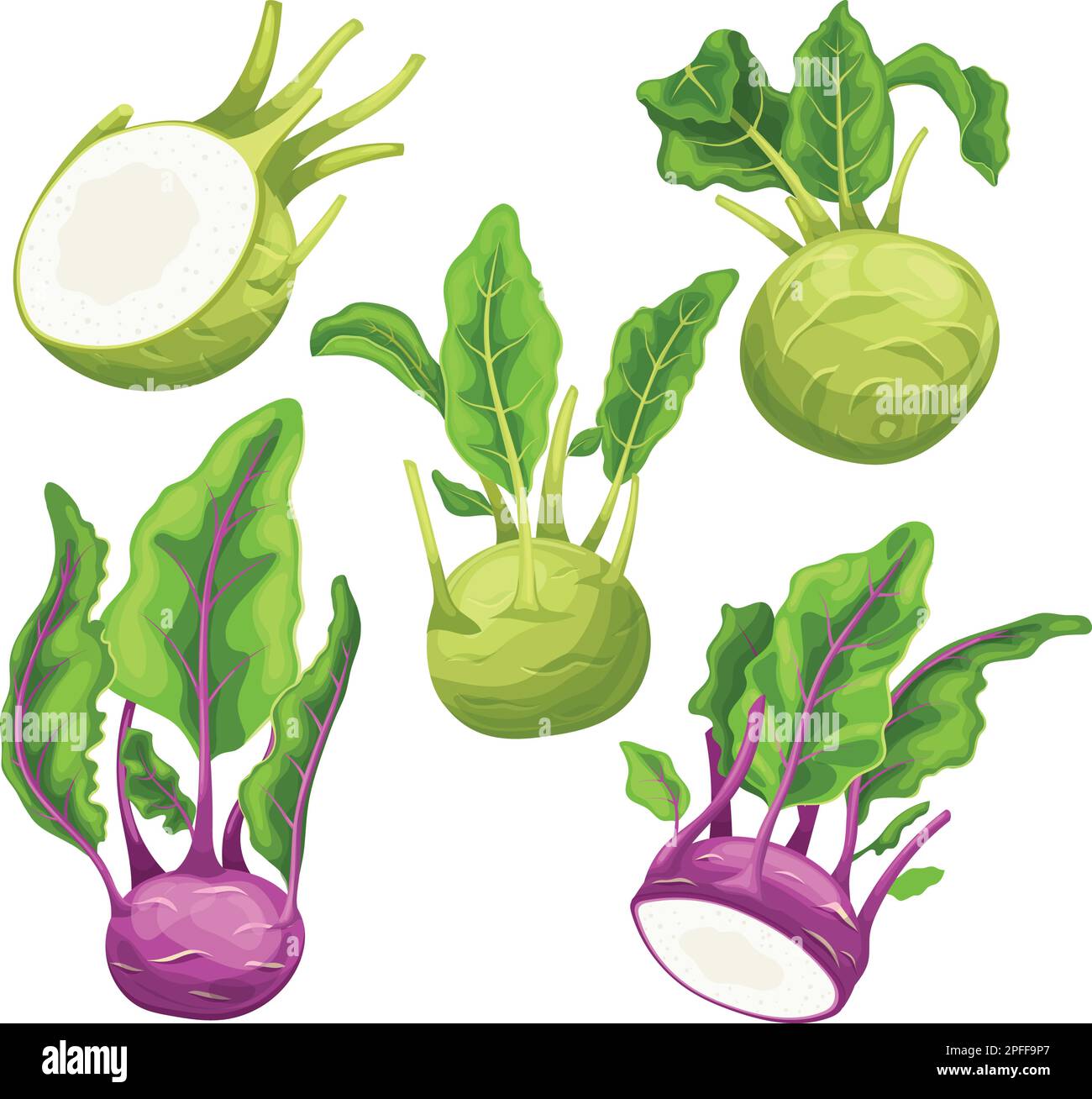 kohlrabi fresh green set cartoon vector illustration Stock Vector Image ...