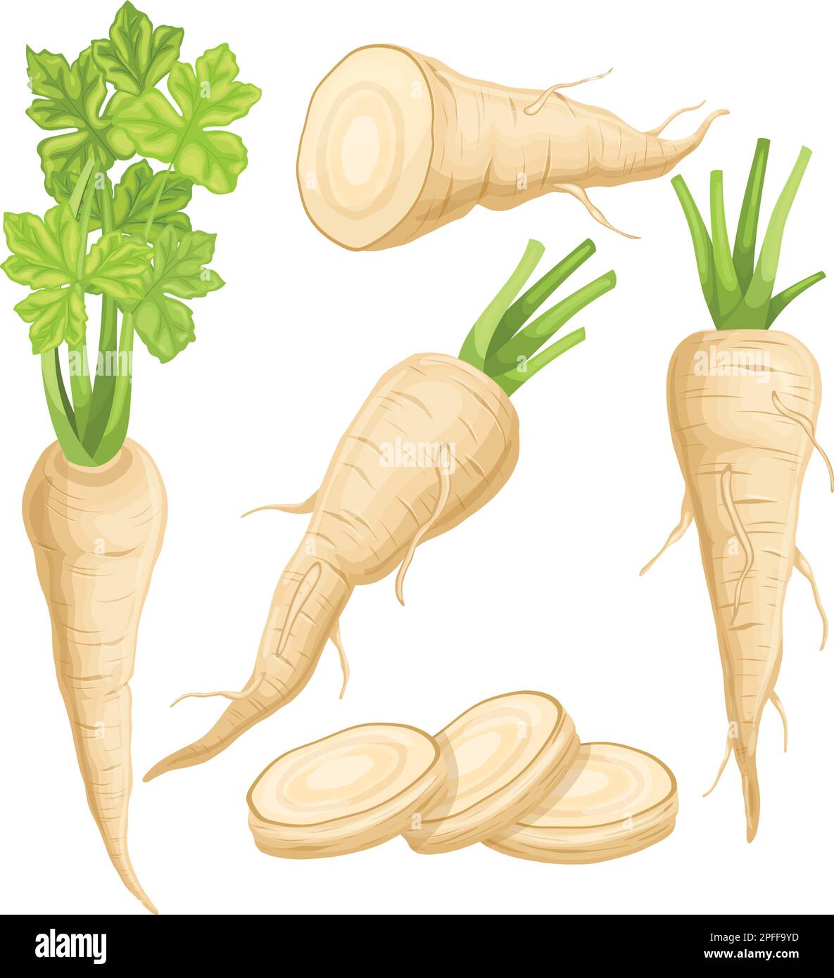 Parsnip illustration hi-res stock photography and images - Alamy