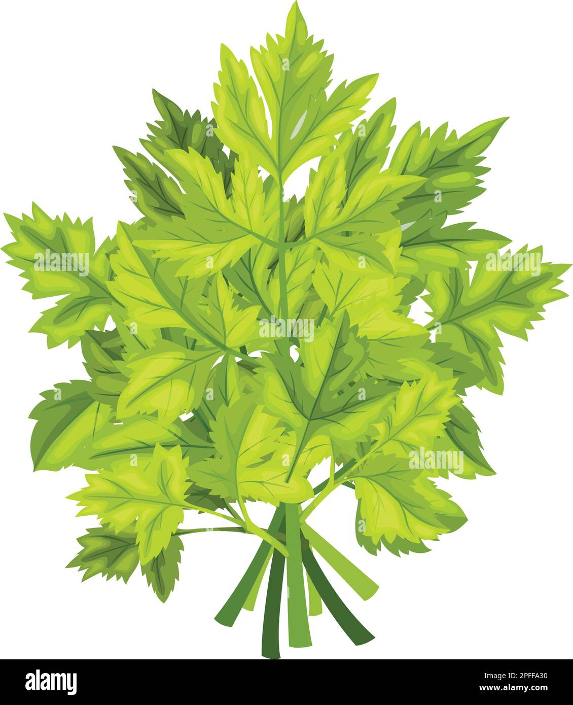 parsley herb food cartoon vector illustration Stock Vector Image & Art ...