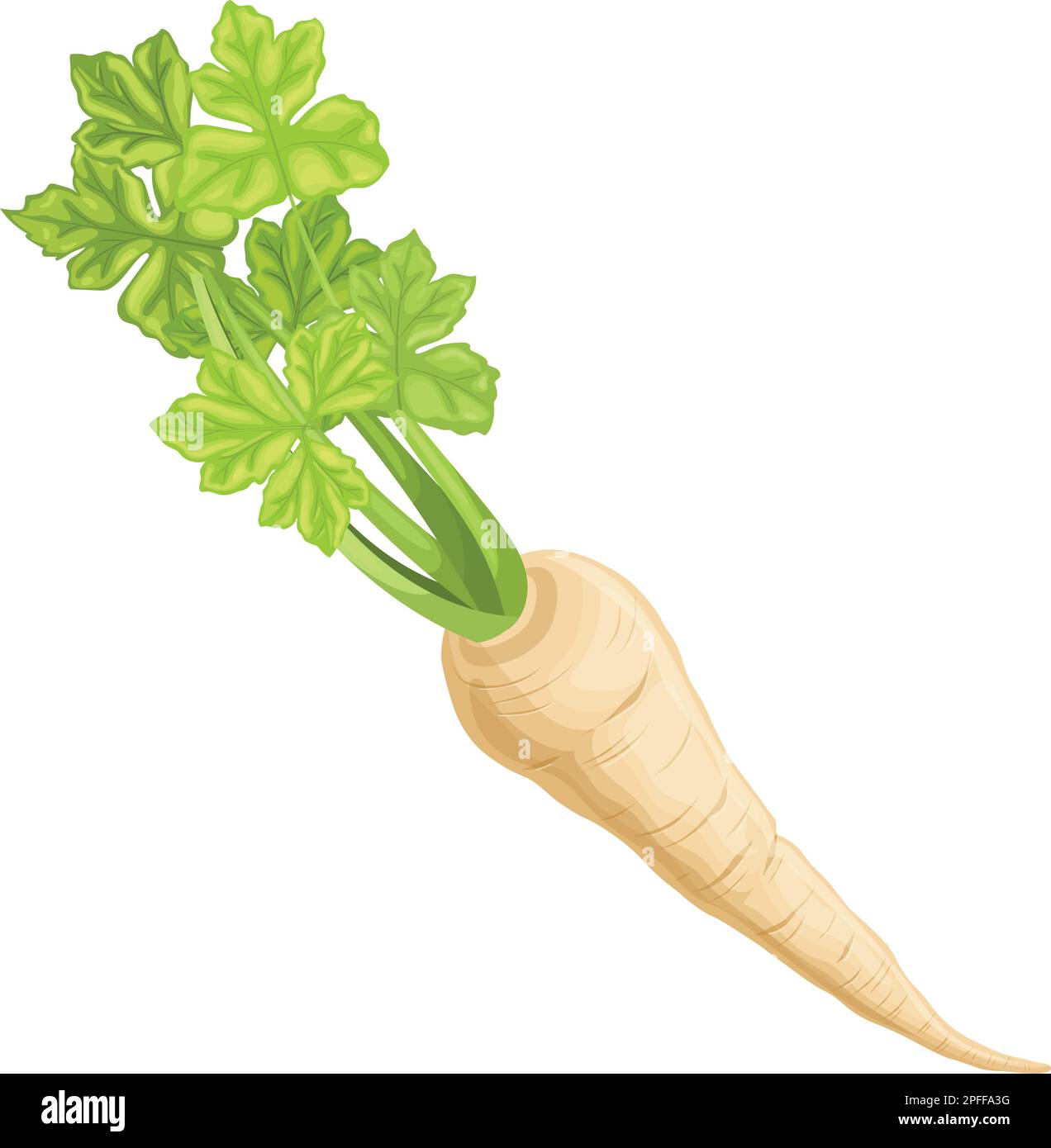 parsnip root food cartoon vector illustration Stock Vector Image & Art ...