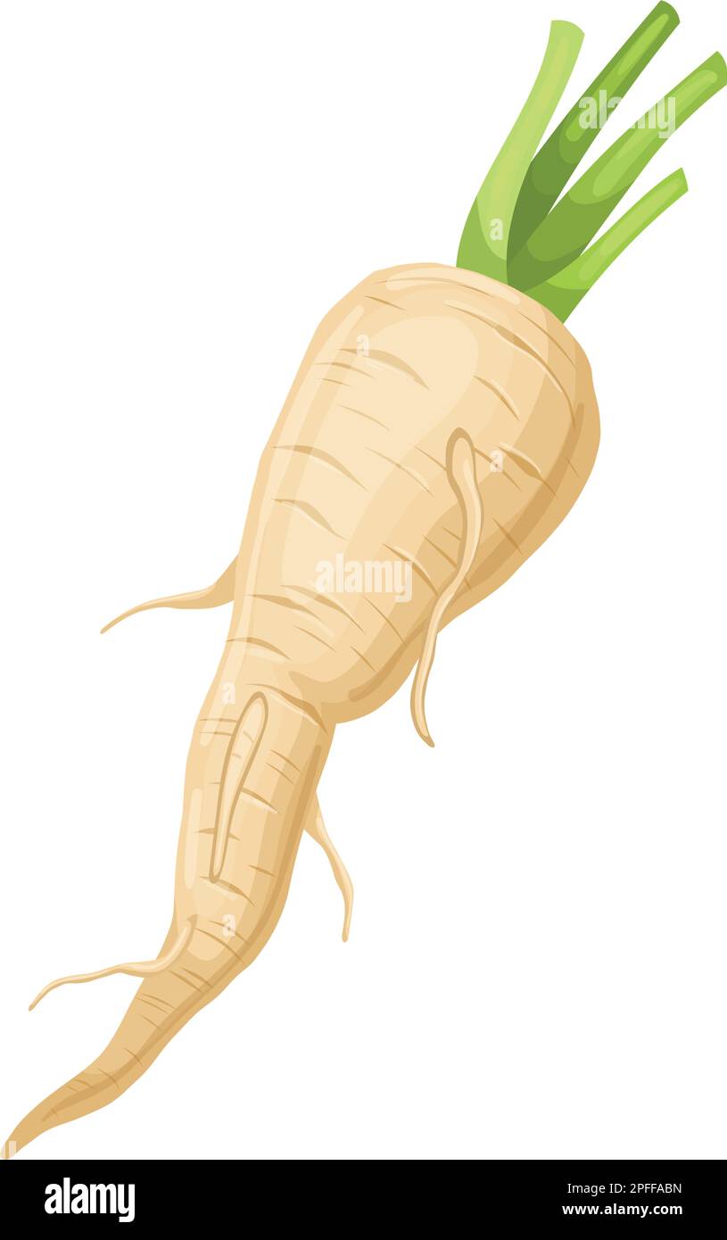 Parsnip illustration Stock Vector Images - Alamy