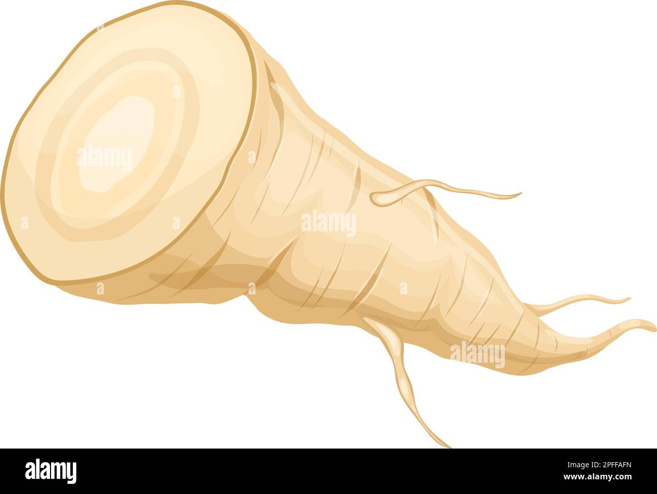 parsnip root slice cartoon vector illustration Stock Vector Image & Art ...