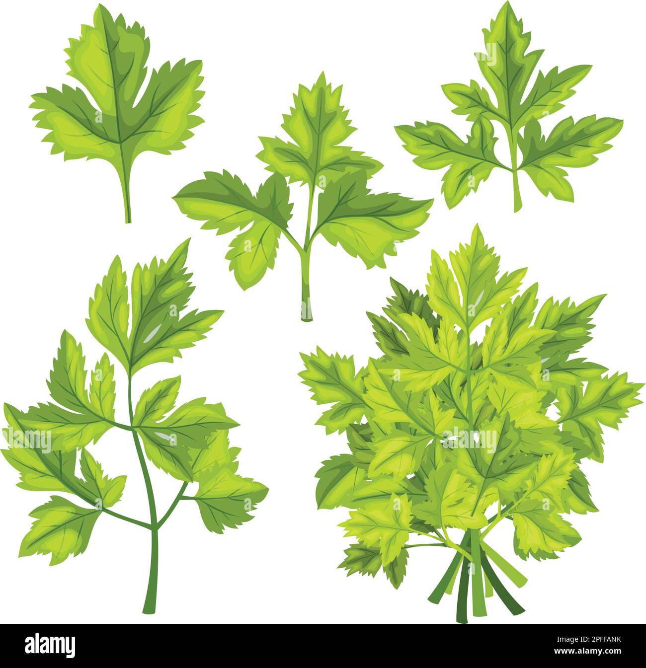 parsley fresh leaf set cartoon vector illustration Stock Vector Image ...