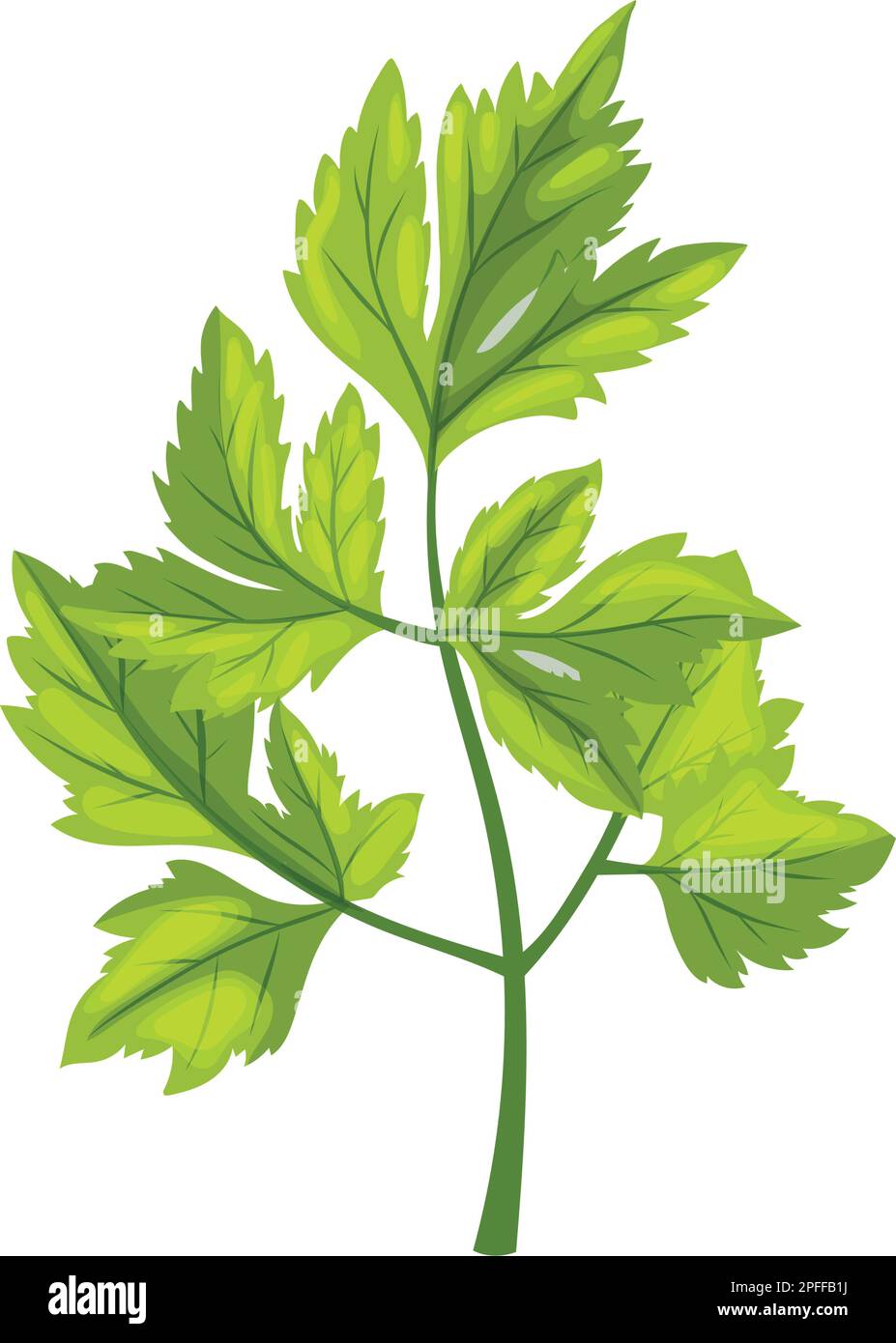 parsley herb food cartoon vector illustration Stock Vector Image & Art ...