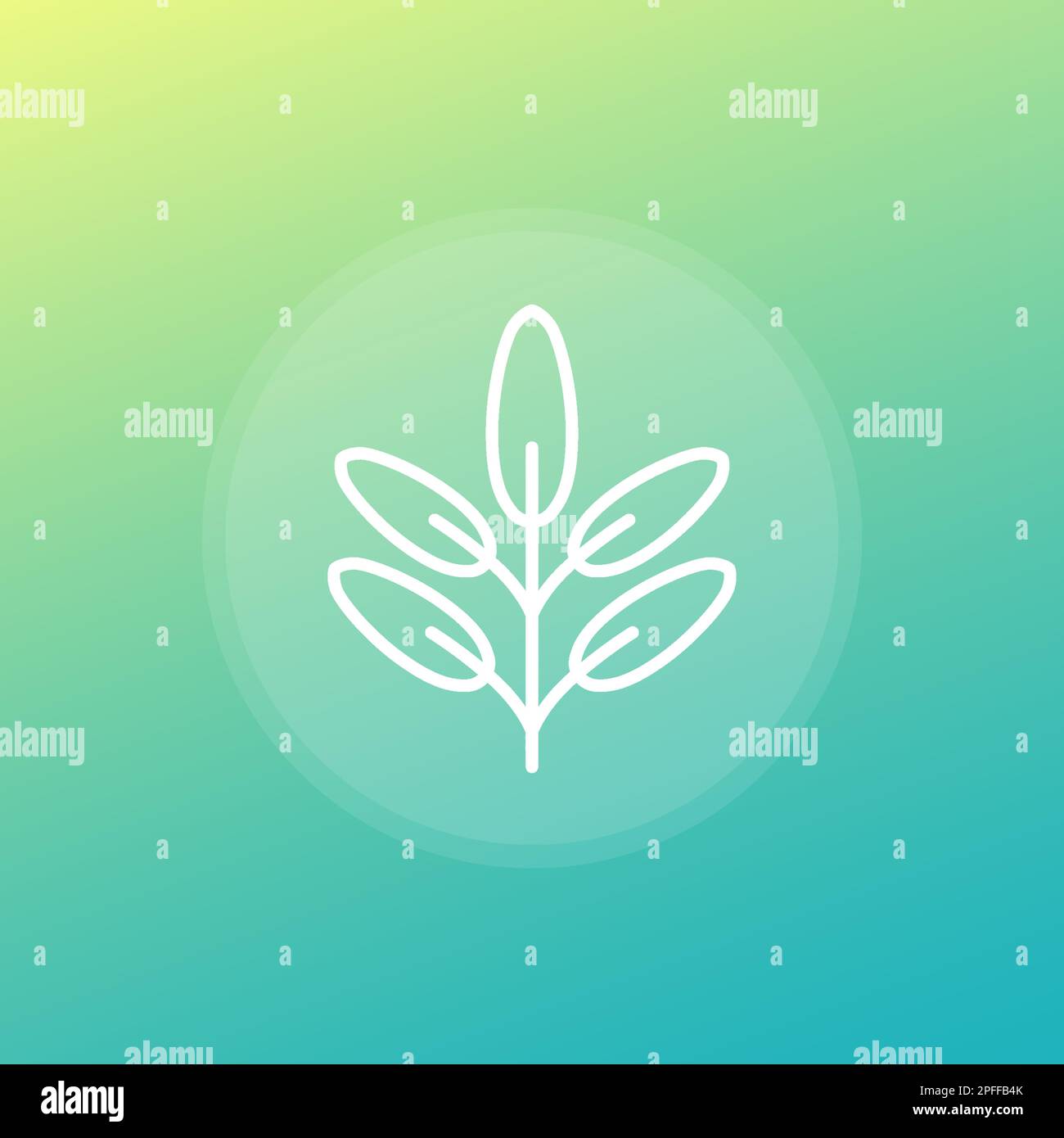 Sage herb line icon, vector Stock Vector Image & Art - Alamy