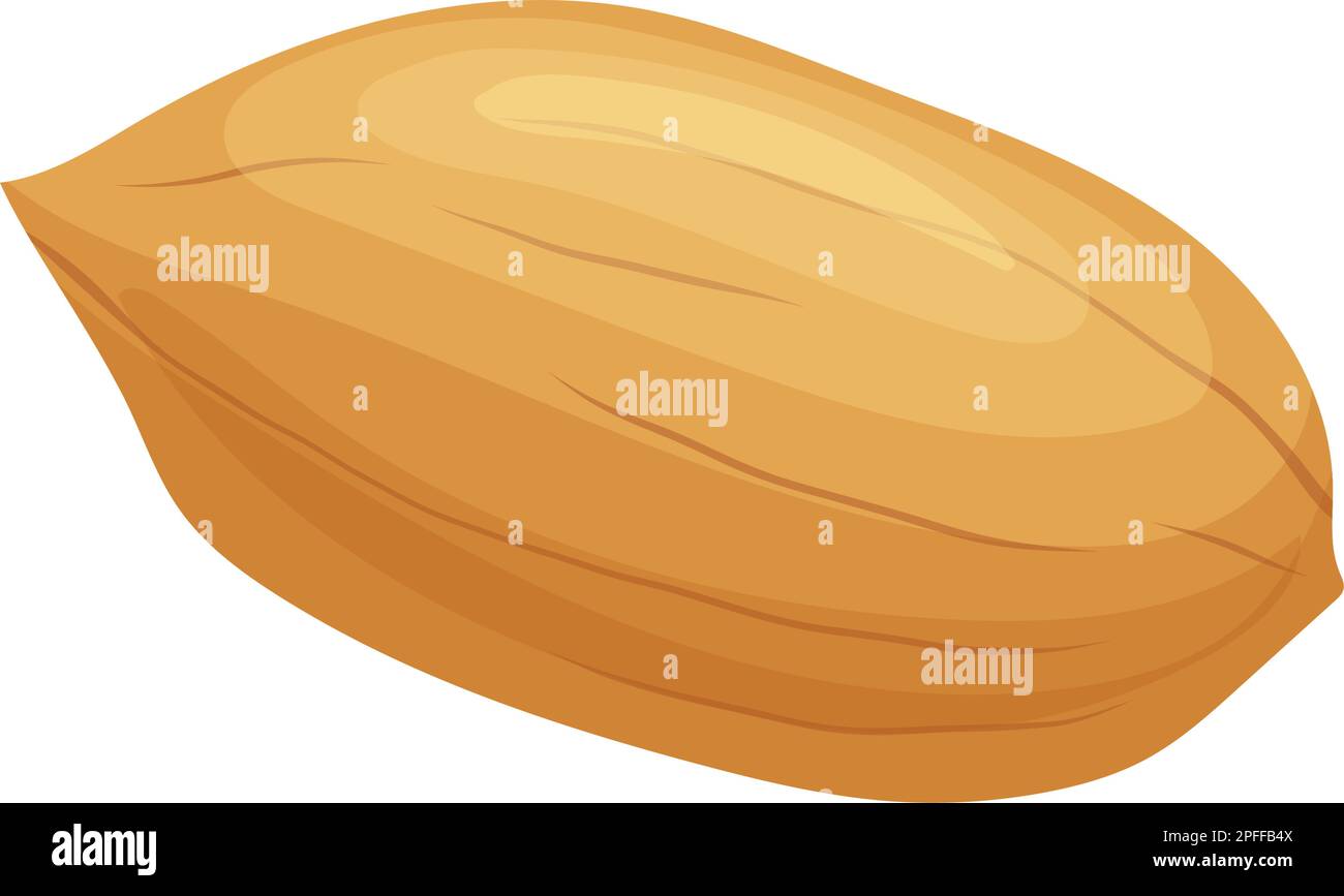 pecan nut food cartoon vector illustration Stock Vector Image & Art - Alamy
