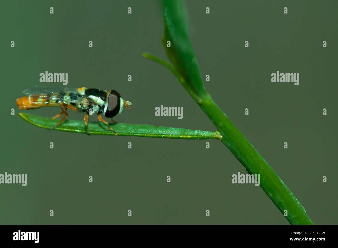 The flower fly genus lschiodon sack(diptera,syrphidae) sit on grass ...