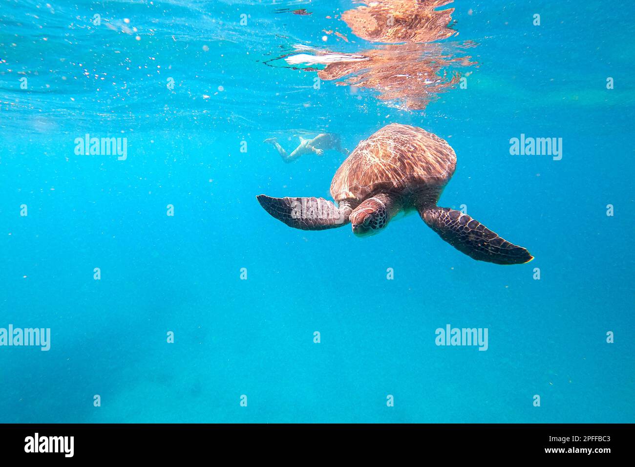 Woman snorkeling in swimming hi-res stock photography and images - Alamy