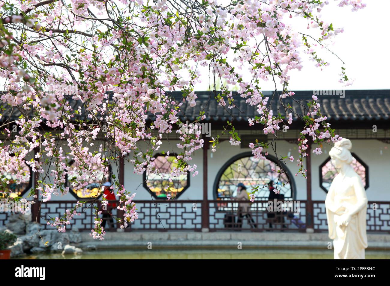 Chinese crabapple trees blossom in Mochou Lake Park, attracting people ...