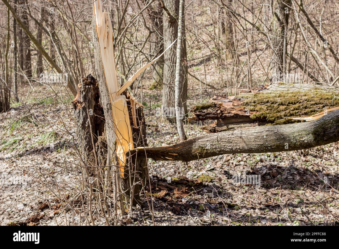 Tree after hurricane strong hi-res stock photography and images - Alamy