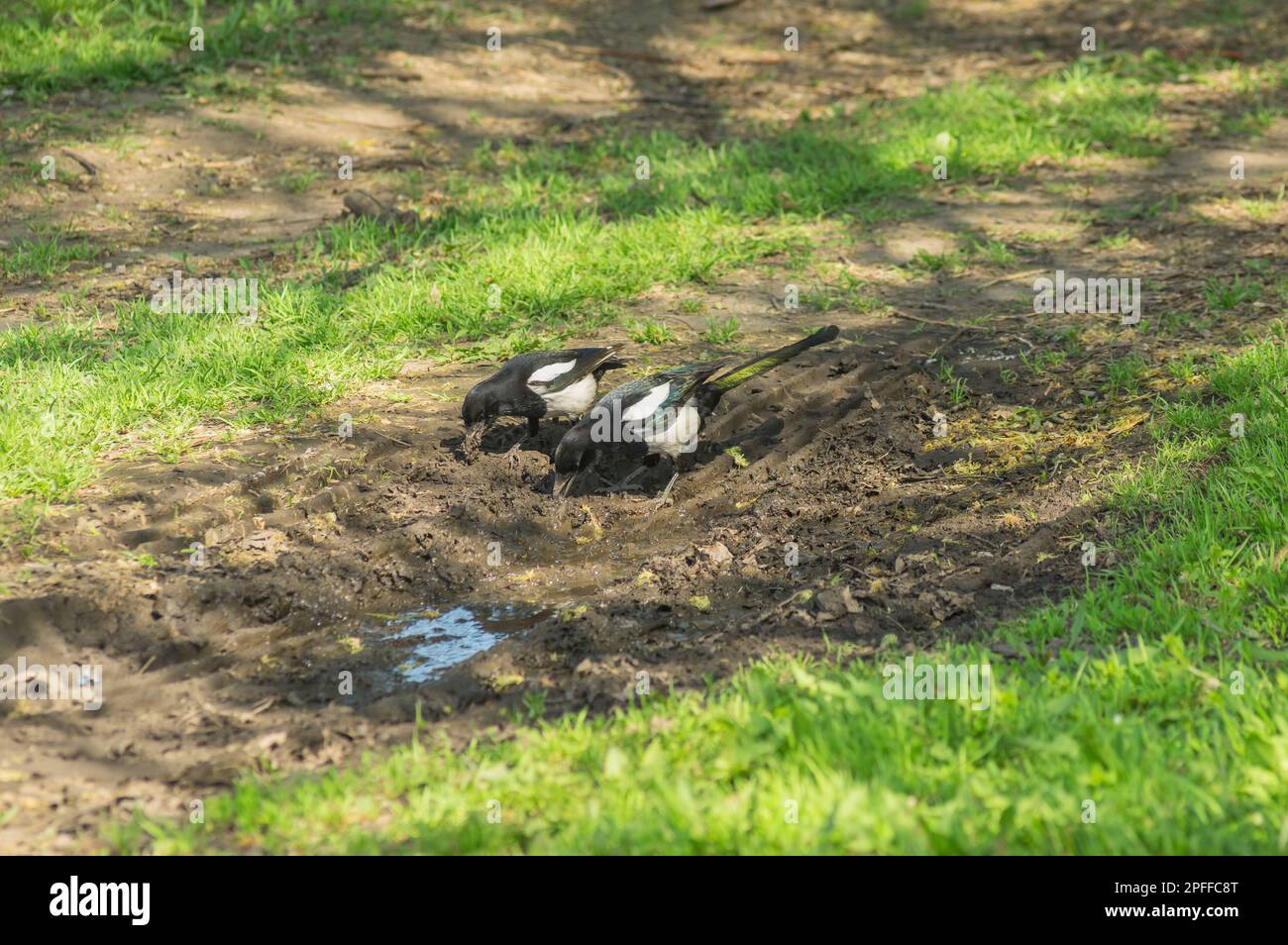 family of Eurasian magpie (Pica pica) bird working gathering mud for to ...