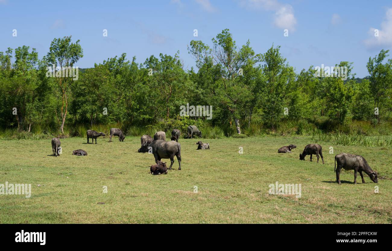 Buffaloes in green grass hi-res stock photography and images - Alamy
