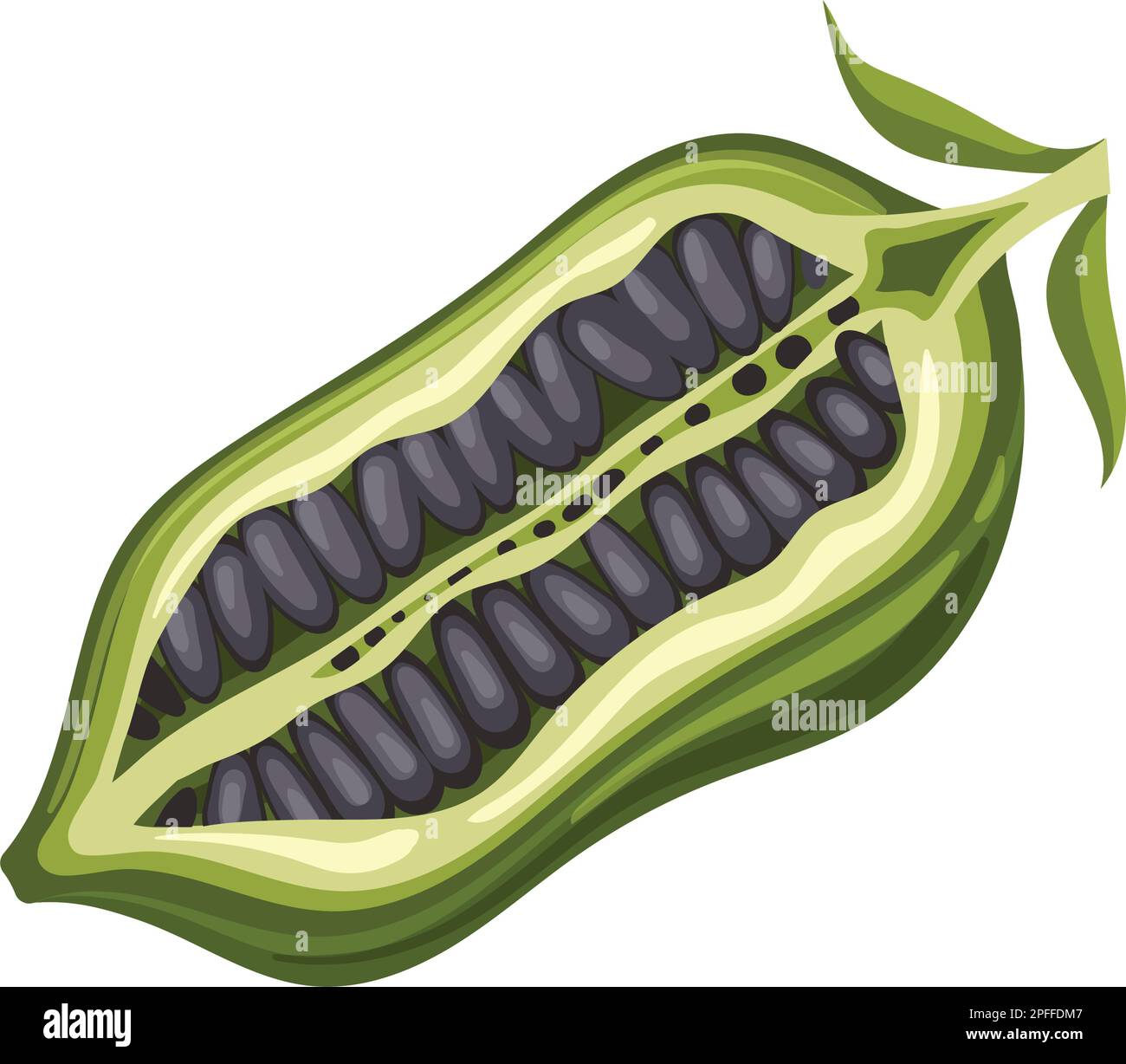 sesame plant cartoon vector illustration Stock Vector Image & Art - Alamy