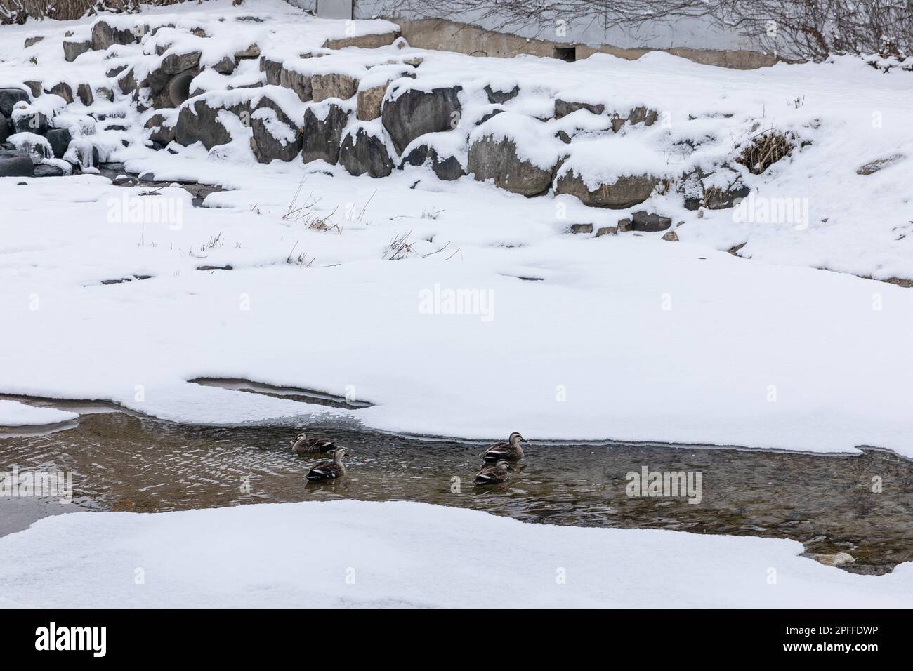 Suwoncheon hi-res stock photography and images - Alamy