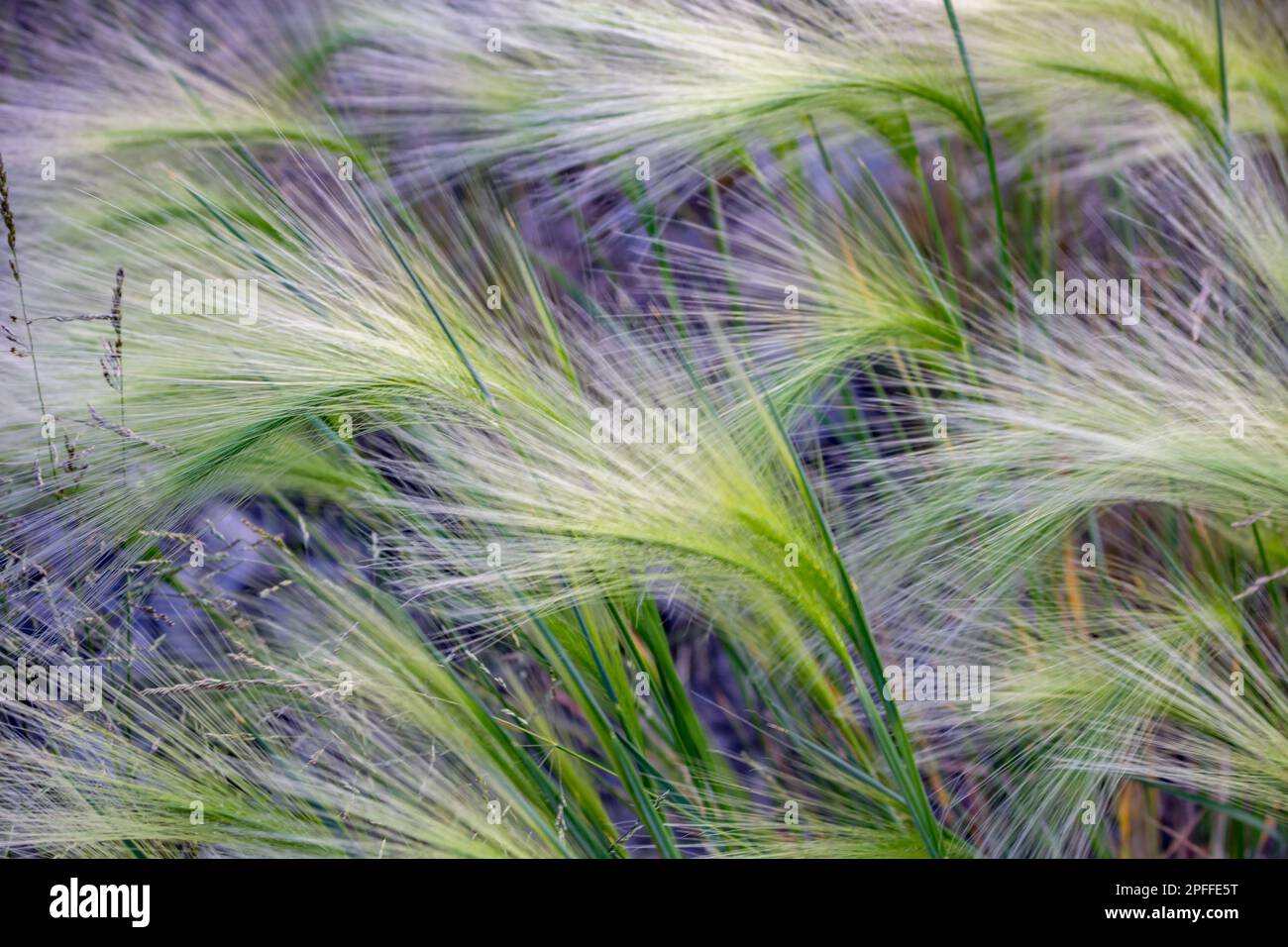 Plant Stipa grass close up, soft background Stock Photo - Alamy