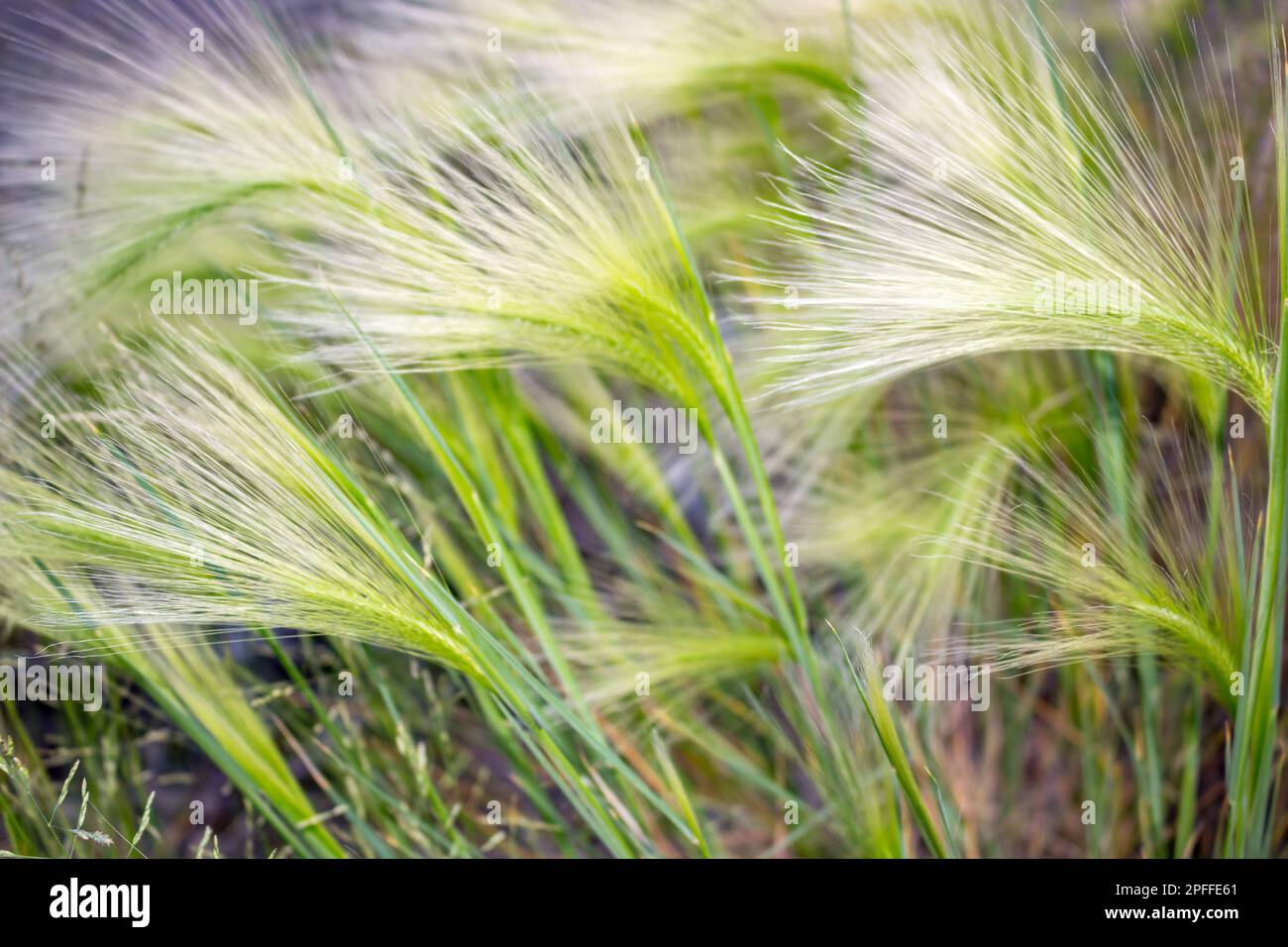 Plant Stipa grass close up, soft background Stock Photo - Alamy