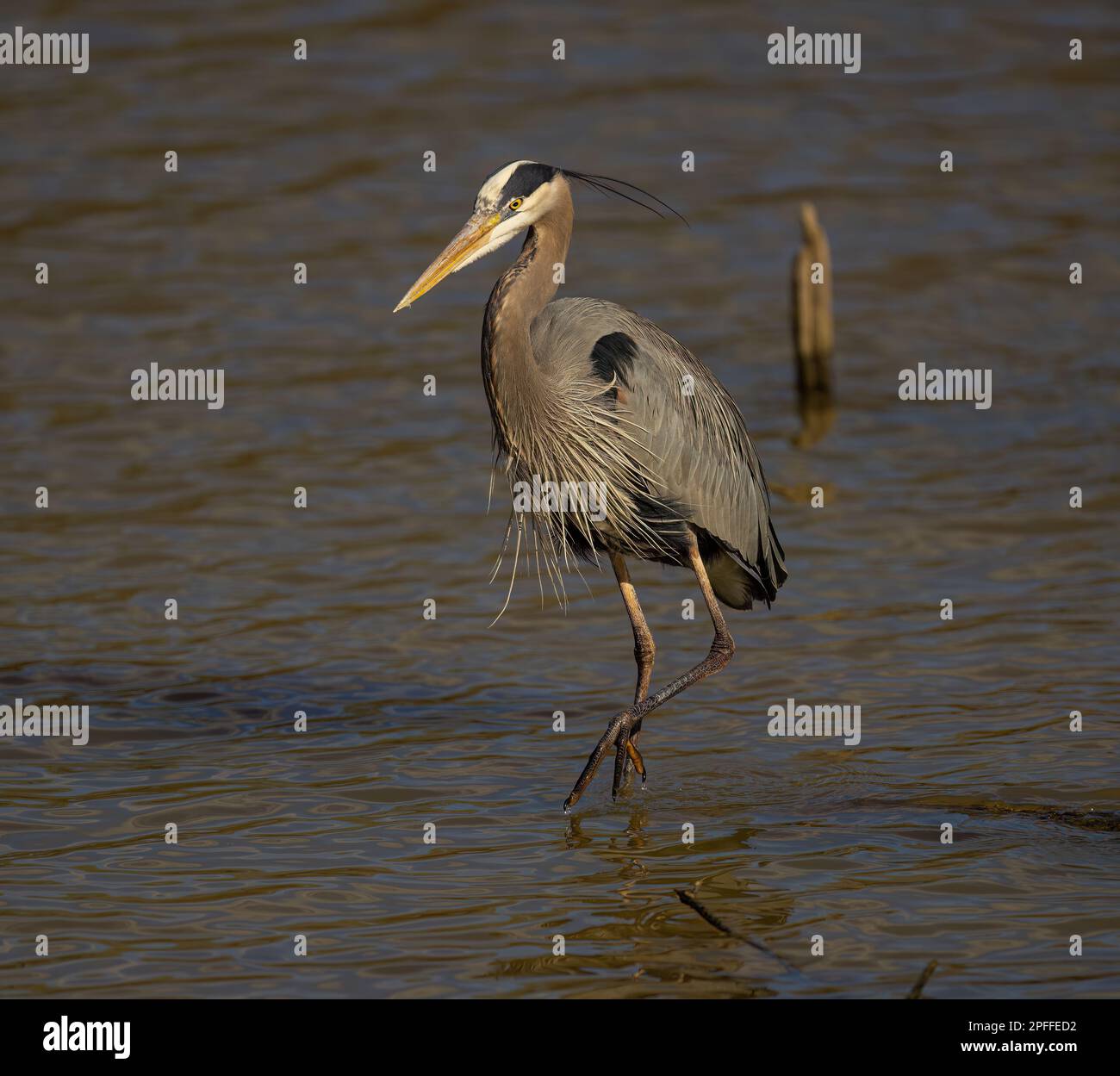 An elegant great blue heron perched in shallow water near a log, its ...