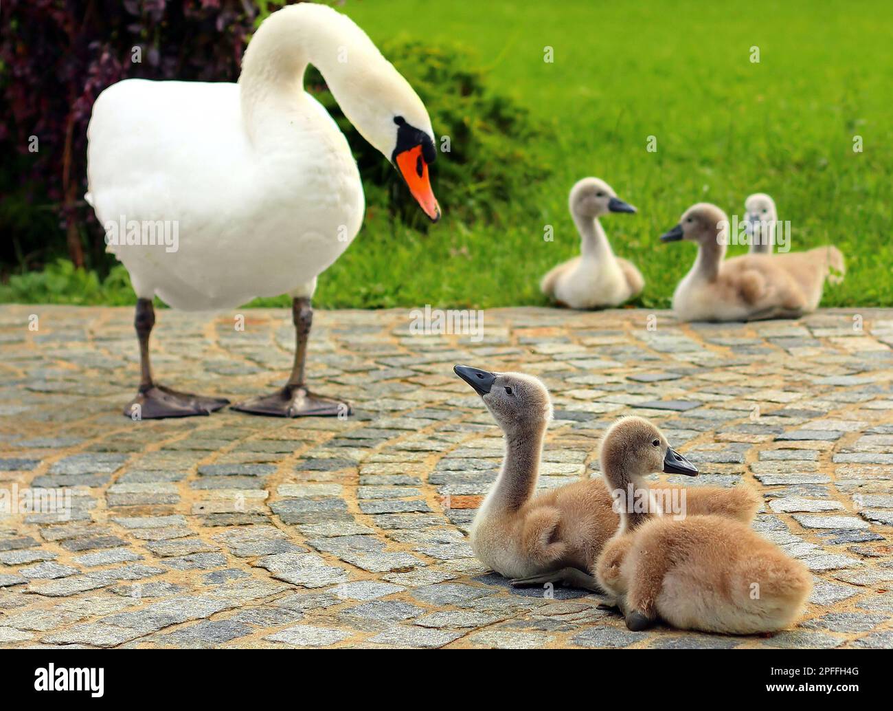 Pui de lebada hi-res stock photography and images - Alamy