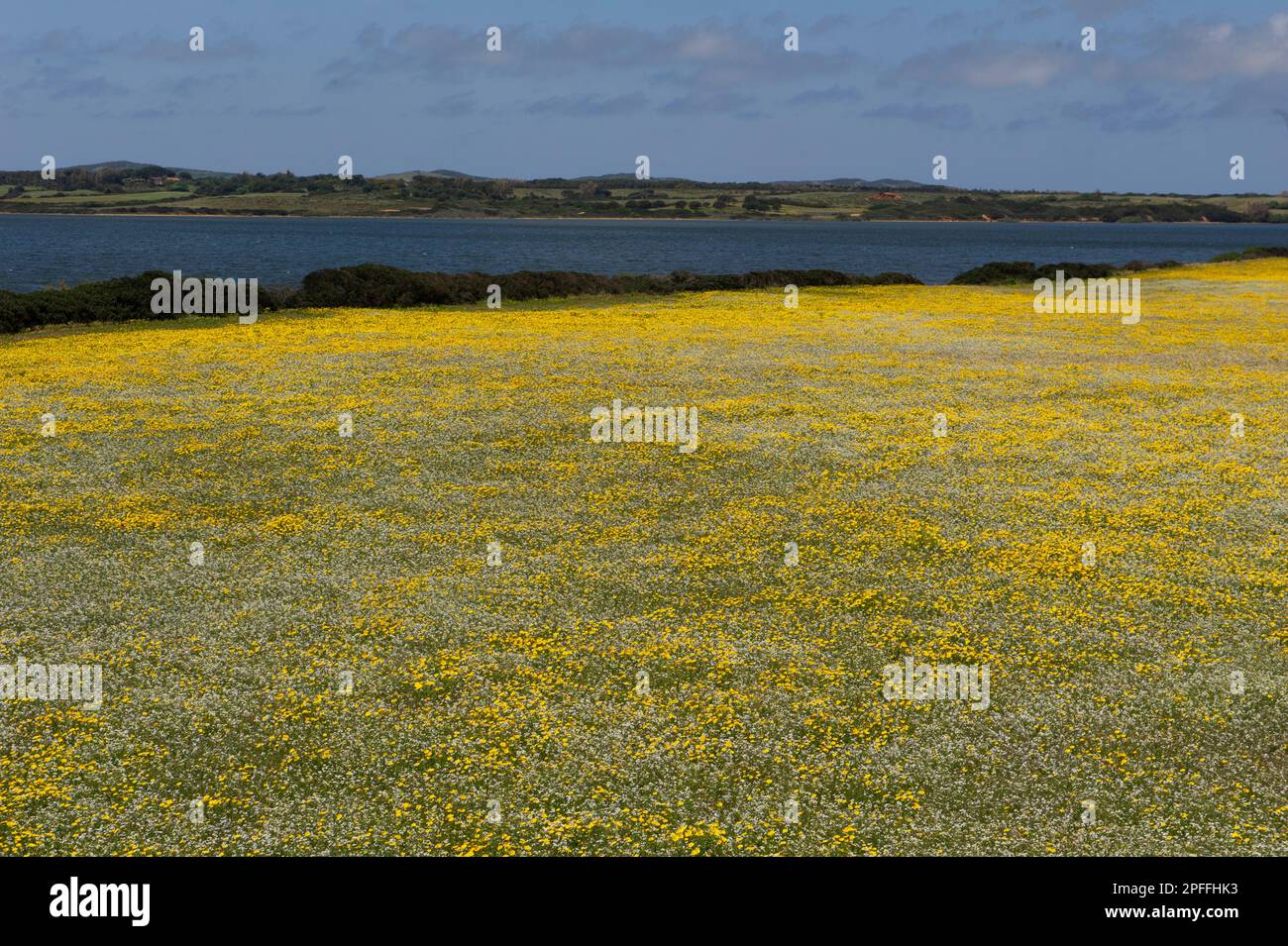 2022 april 25 – Italy, Sardinia, Sassari, Porto Torres, Spring view of ...
