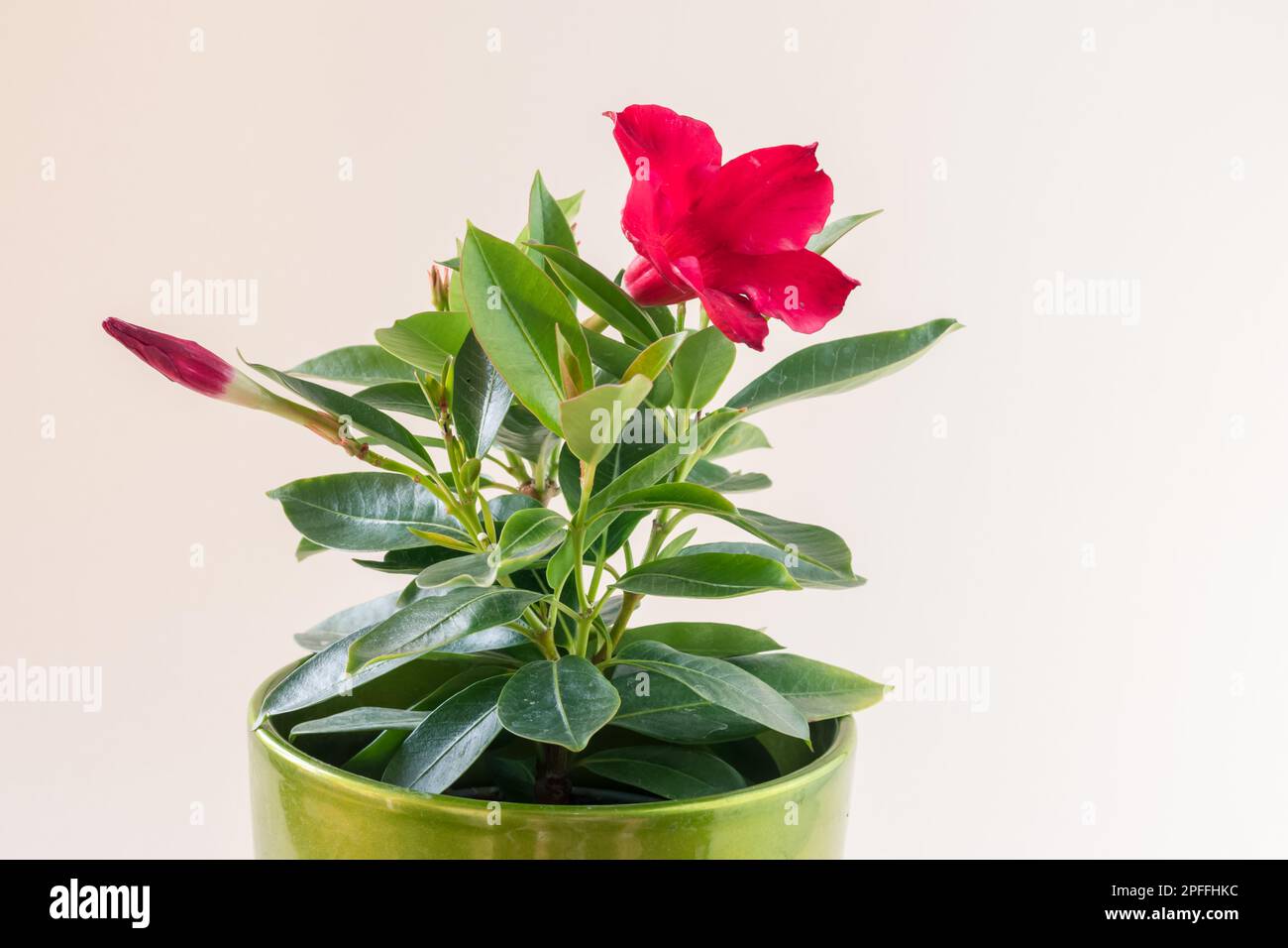 beautiful red mandevila flower isolated, white background Stock Photo ...