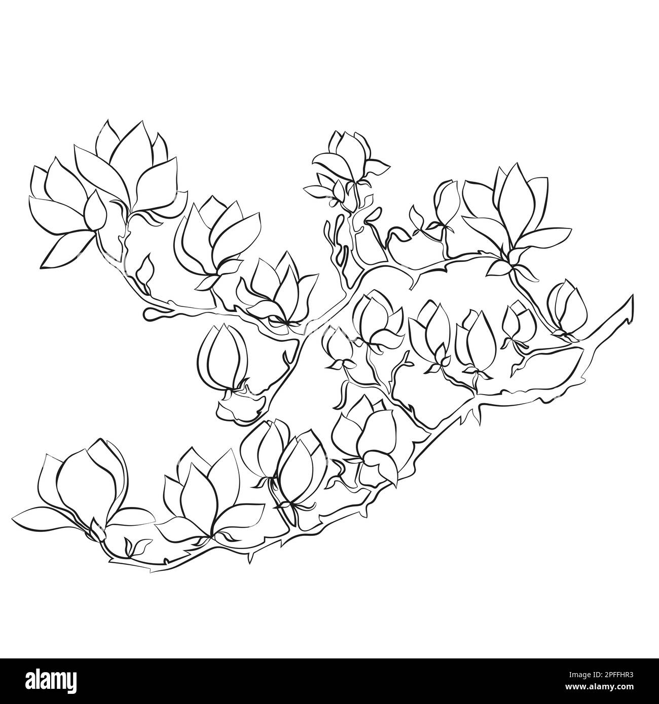Flowering Branch of Magnolia on white background . Hand drawn vector ...