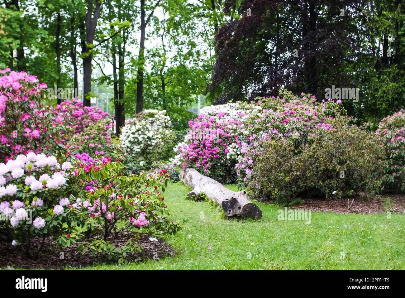 Beautiful flowers of the blooming magnolia tree in spring park Stock ...