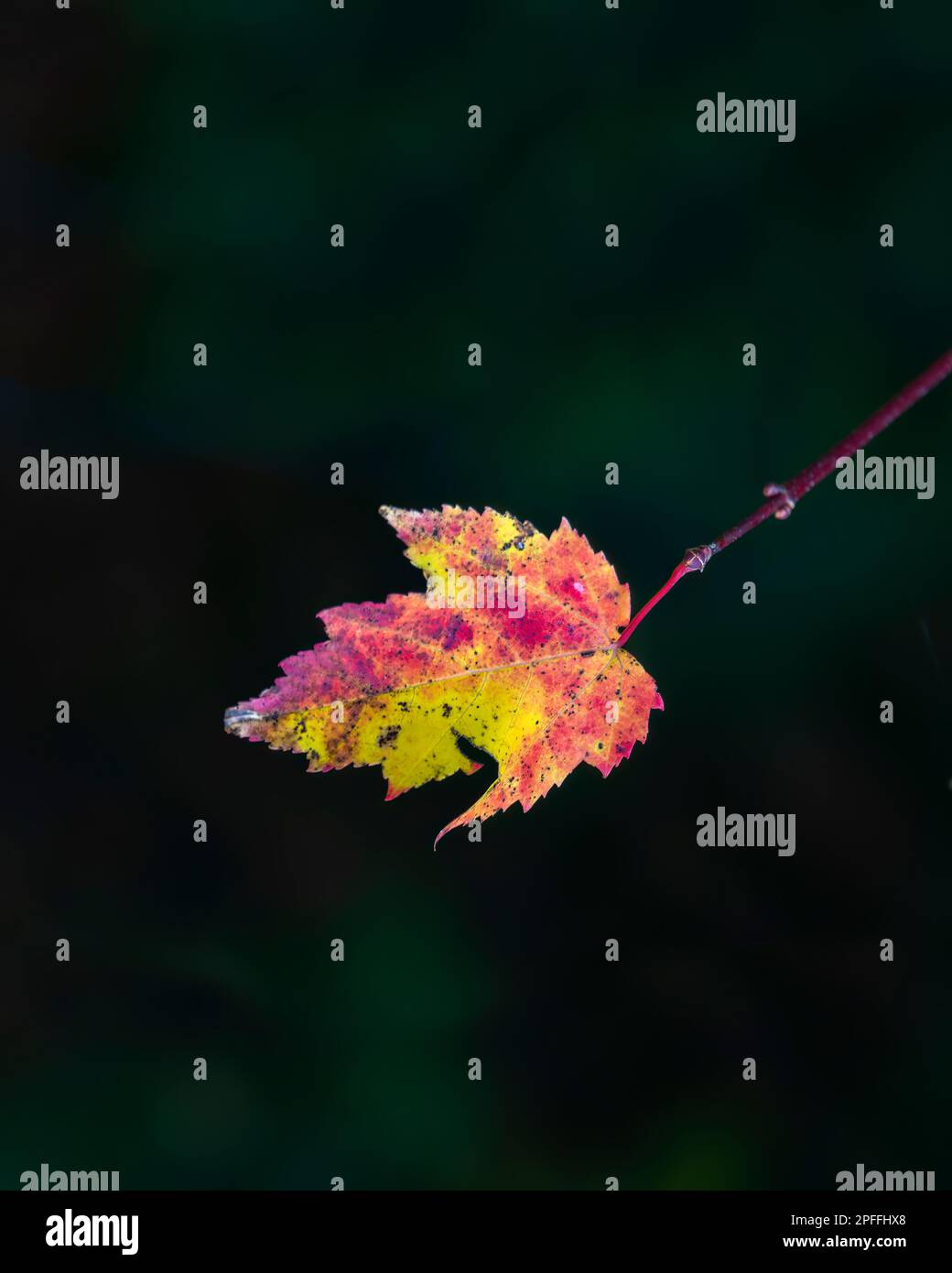 Autumn maple leaf against a nature dark green background. Quebec. Canada. Vertical format Stock ...
