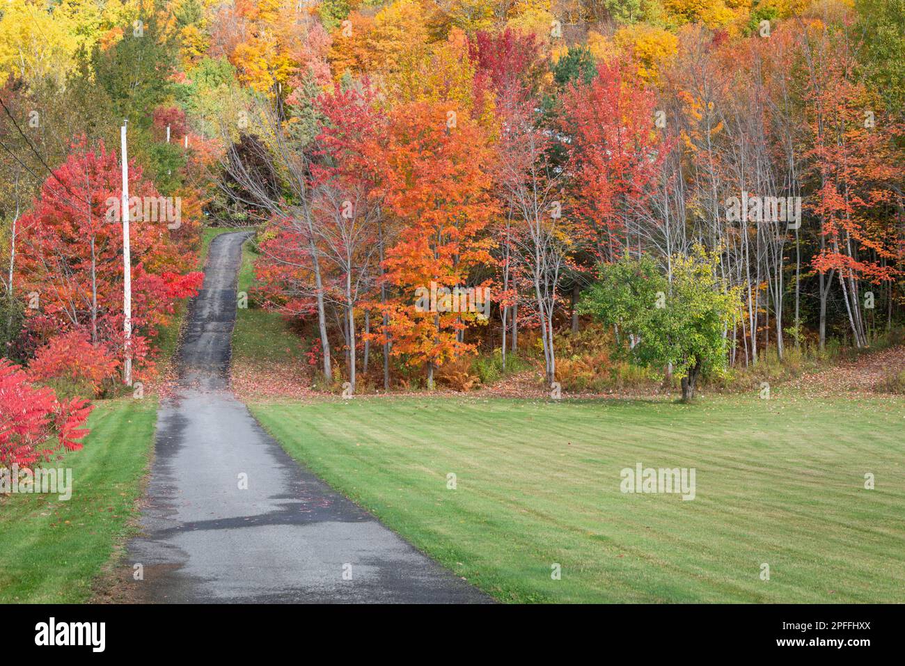 Golden forest in autumn quebec hi-res stock photography and images - Alamy