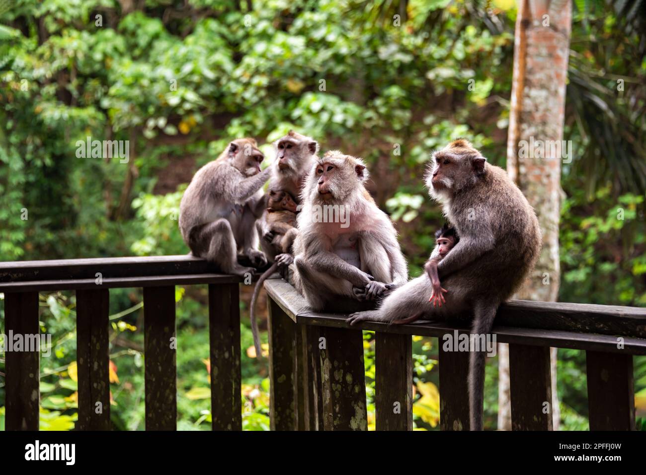 Group of wild monkeys in tropical rainforest in Asia Stock Photo - Alamy