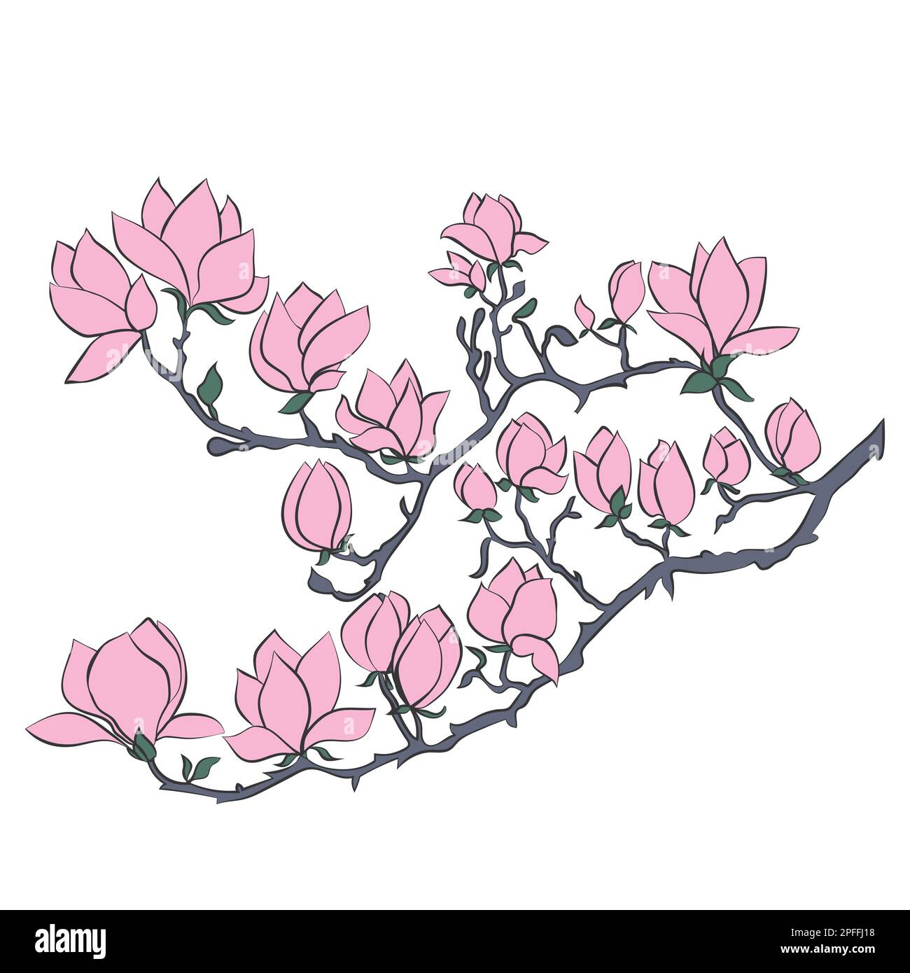 Flowering Branch of Magnolia on white background . Hand drawn vector ...