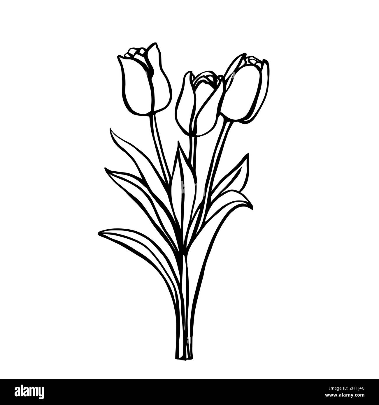 Flower tulip. Black outline on white background, vector illustration ...