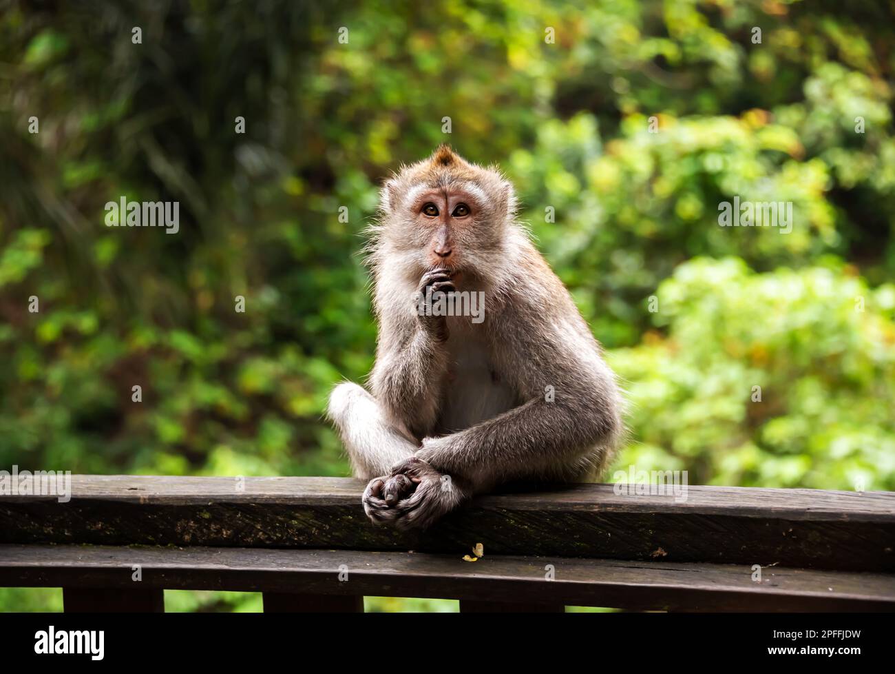 Group of wild monkeys in tropical rainforest in Asia Stock Photo - Alamy