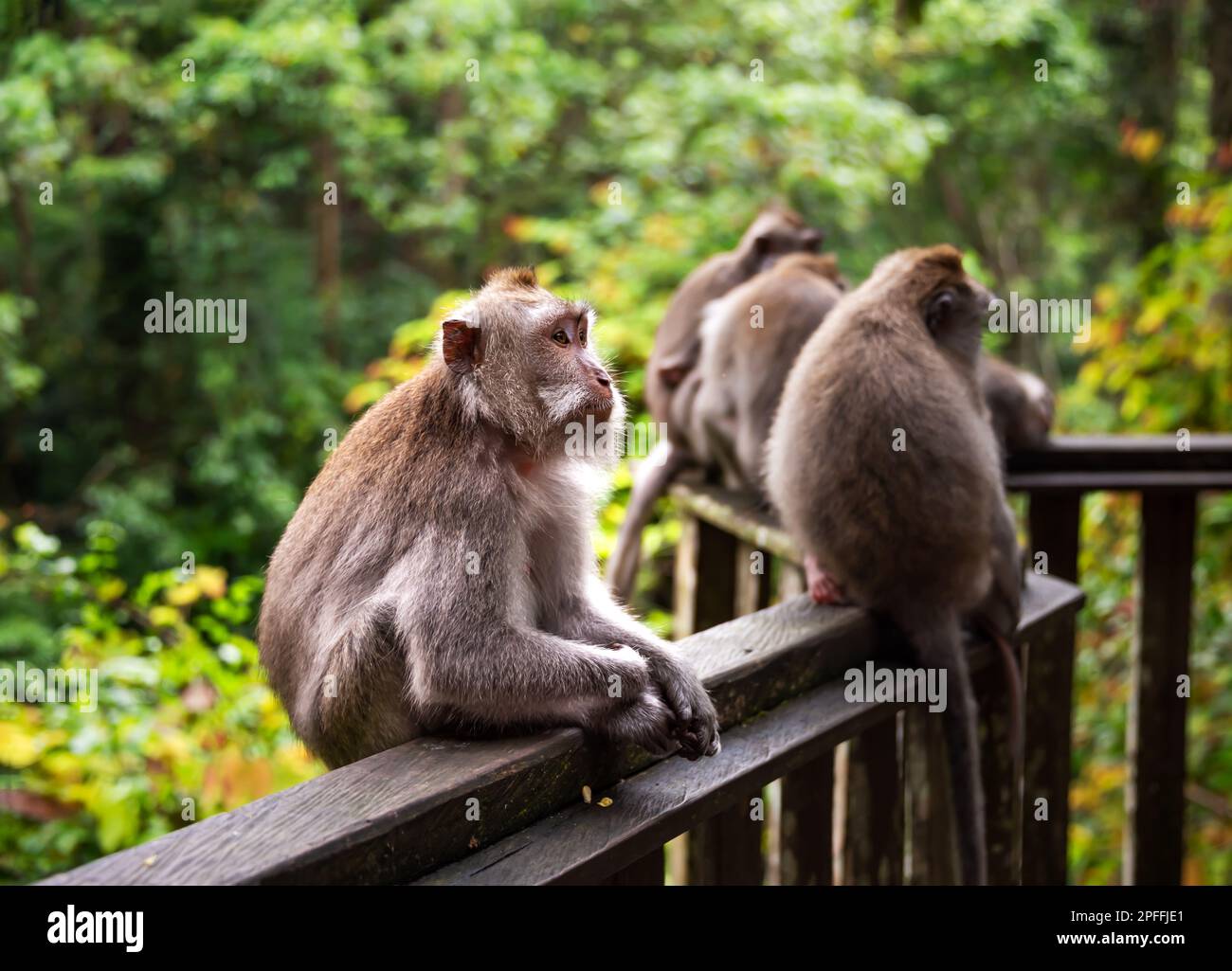 Group of wild monkeys in tropical rainforest in Asia Stock Photo - Alamy