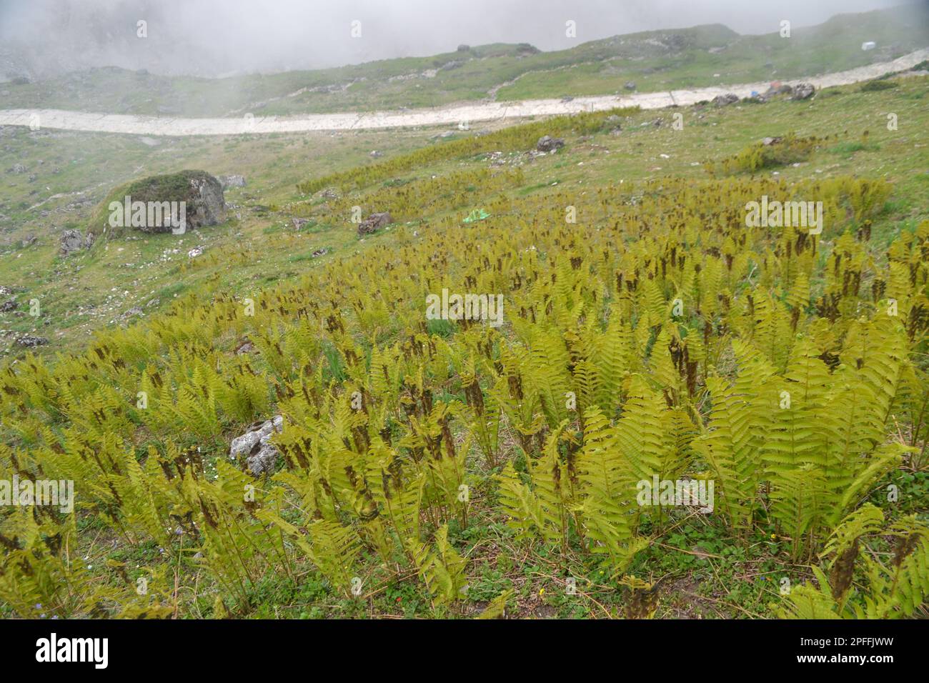 Himalayan maidenhair fern in upper Himalaya region in India. Adiantum ...