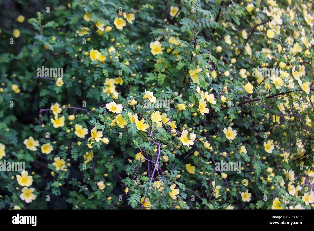 Yellow flowers on bush in spring park Stock Photo - Alamy