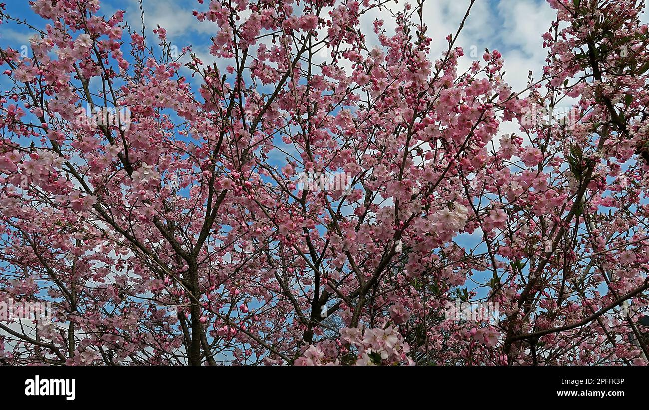 Japanische sakura hi-res stock photography and images - Alamy