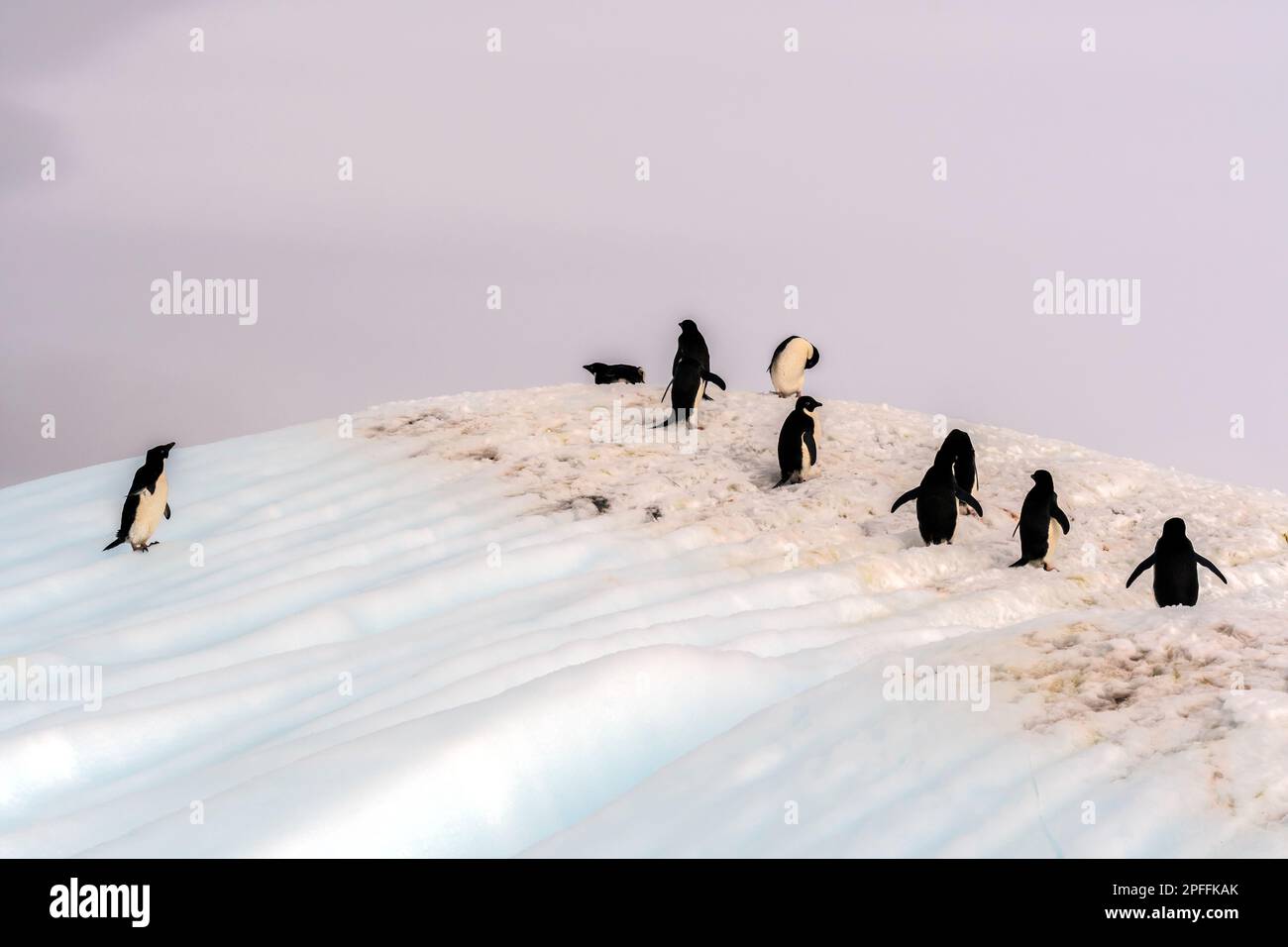 Antarctic Peninsula, Adelie Penguins (Pygoscelis adeliae Stock Photo ...