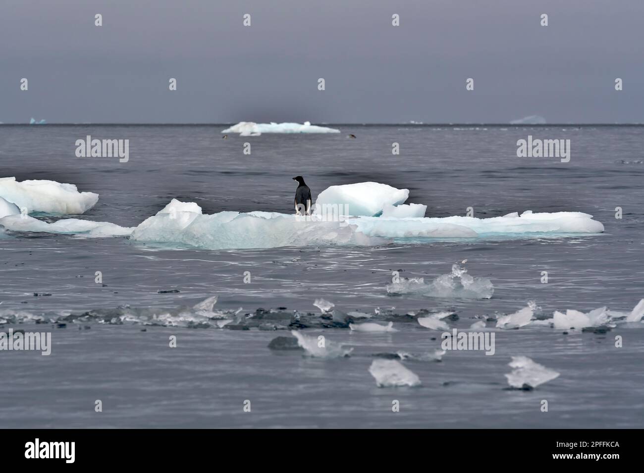 Anatrctic birds hi-res stock photography and images - Alamy