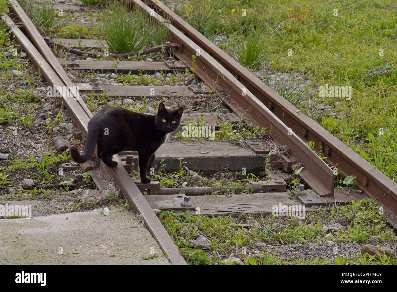 Stray cat wandering round the narrow gauge railway track at Agios ...