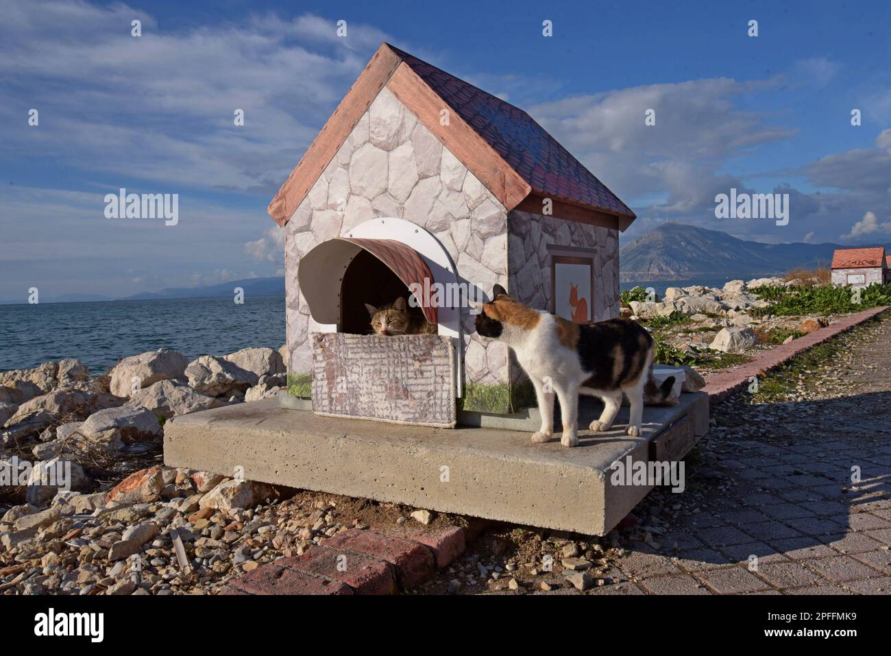 Stray cats in cat houses/kennels provided by rescue charities on the ...