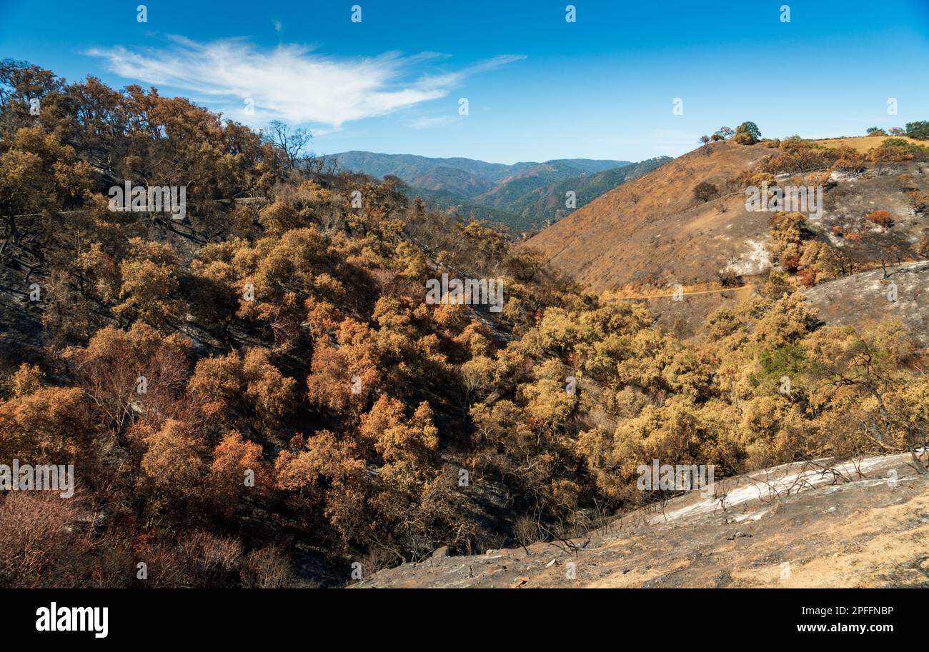 Burnt Remains of Forest Fire at Las Padres National Forest Stock Photo ...