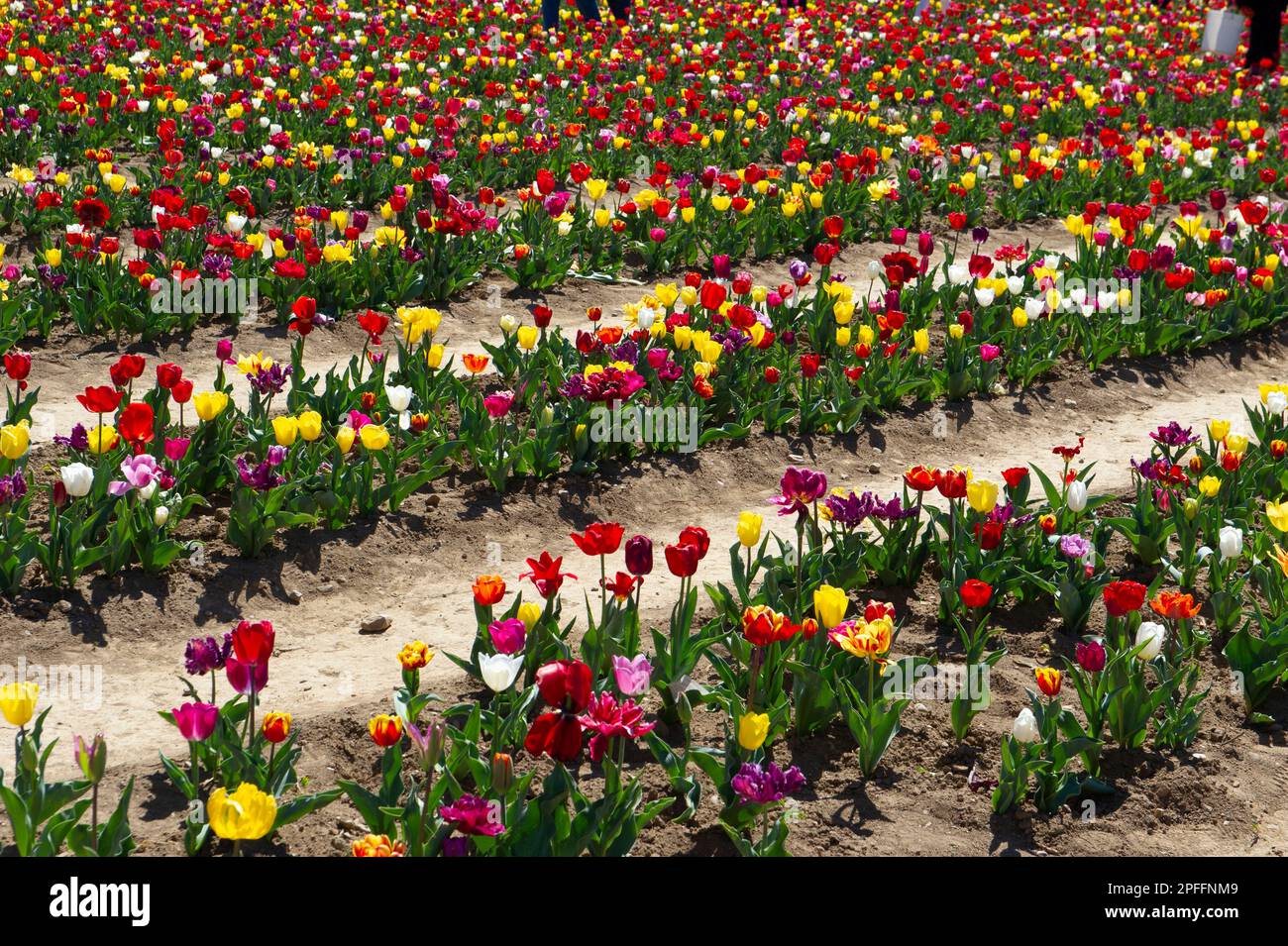 Tulip cultivation hi-res stock photography and images - Alamy